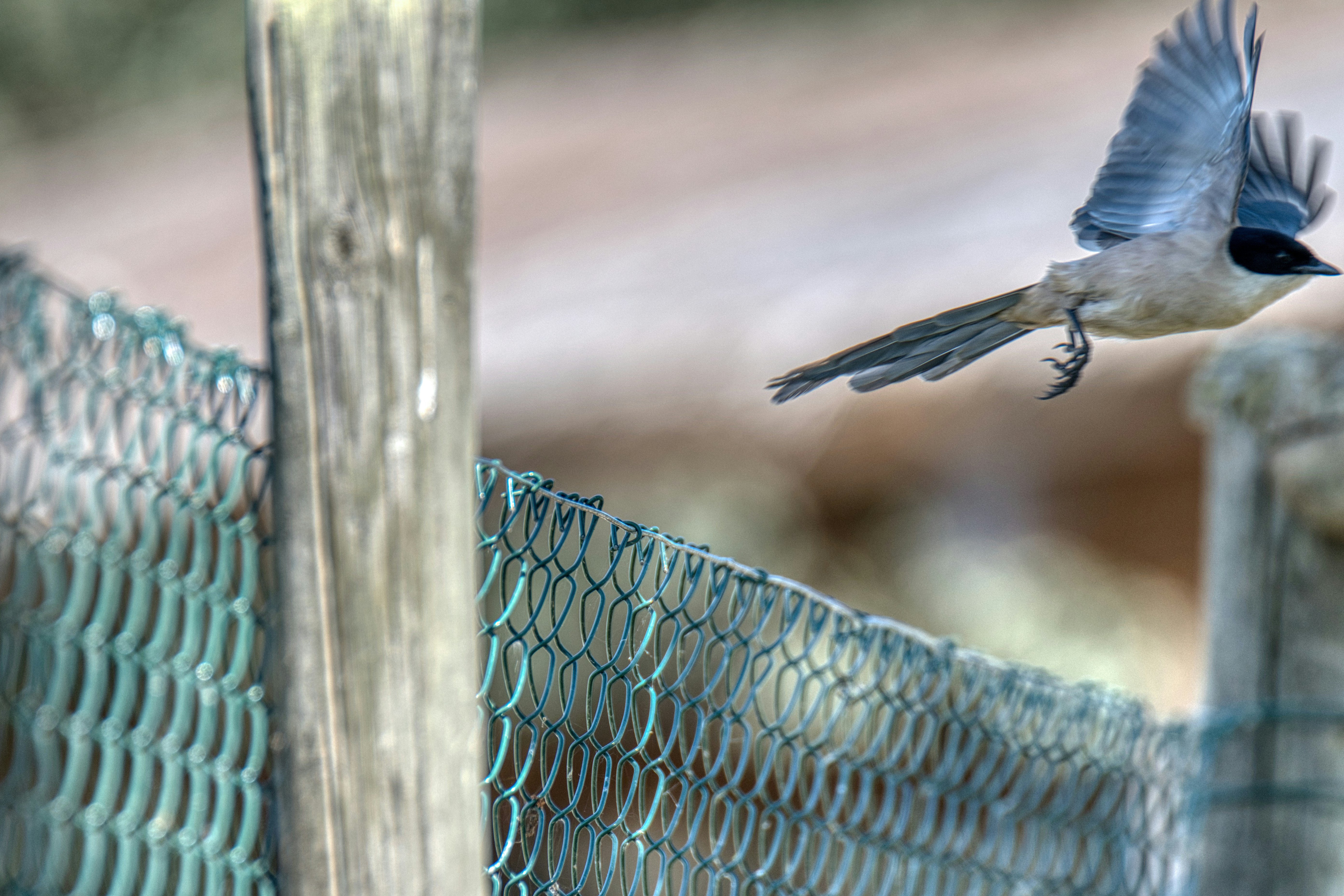 A bird with blue wings flies over a fence.