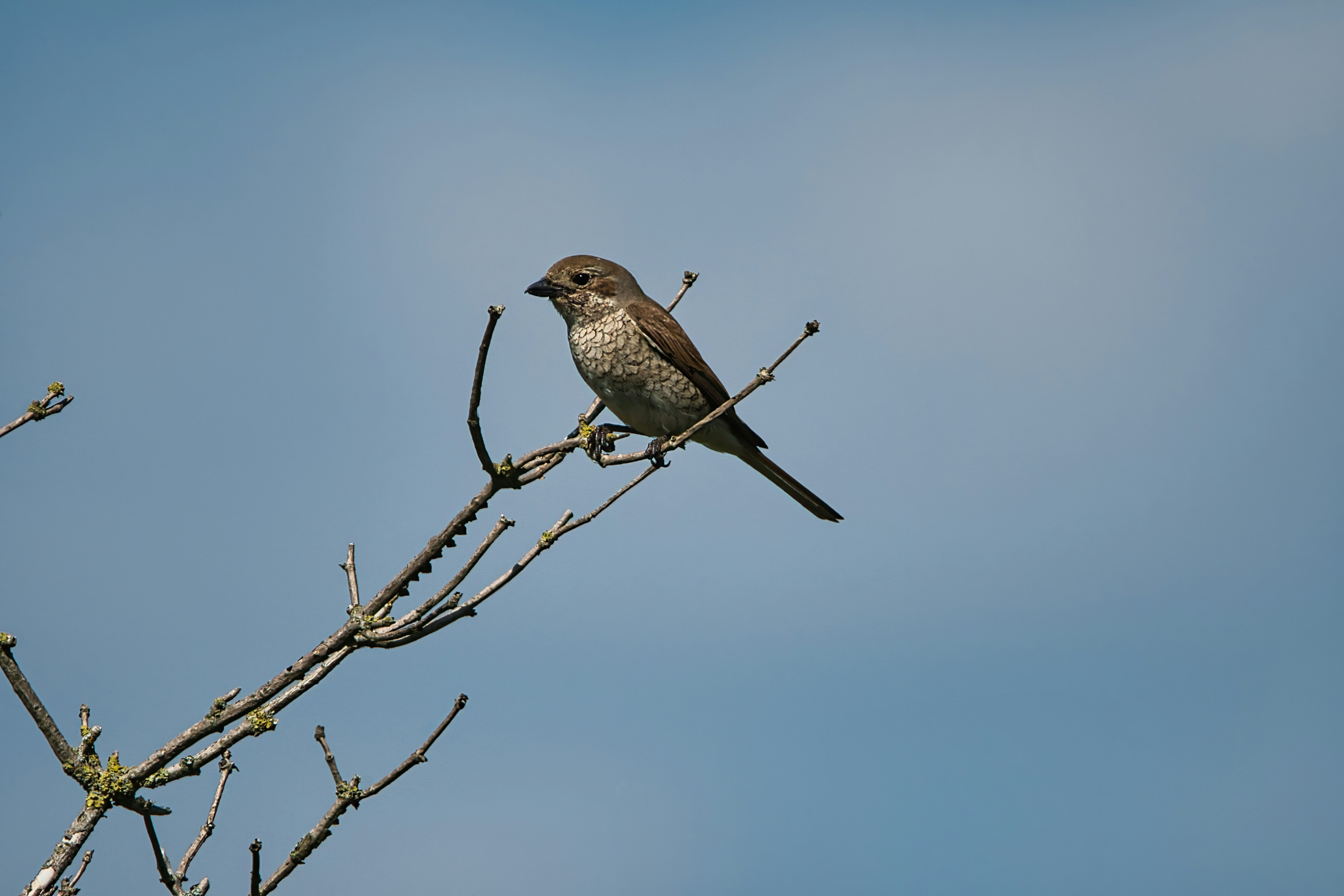 A small bird perched on a bare branch against a soft blue sky, embodying tranquility in nature.