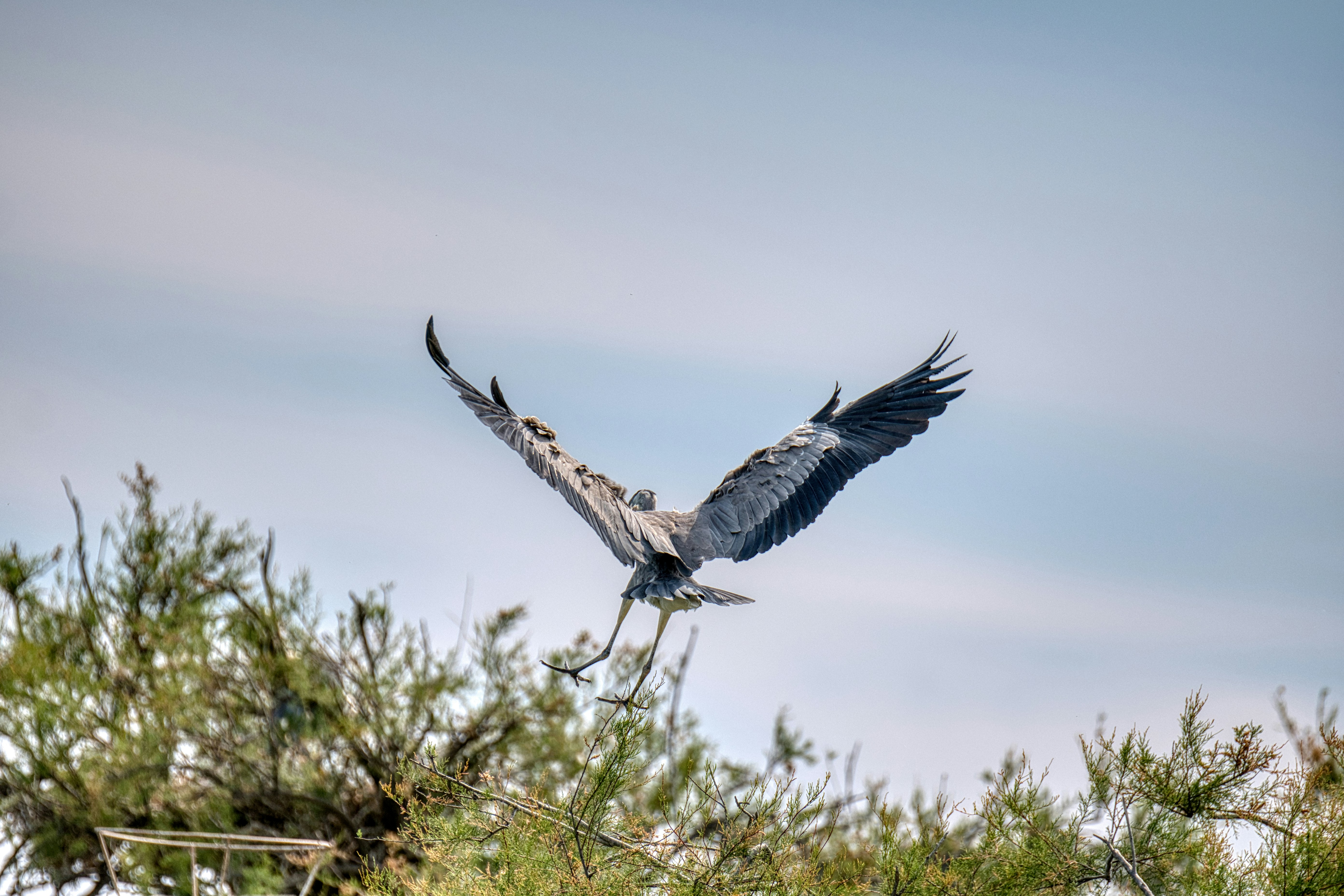 A heron takes flight, showcasing its expansive wings against a backdrop of soft blue skies and greenery.