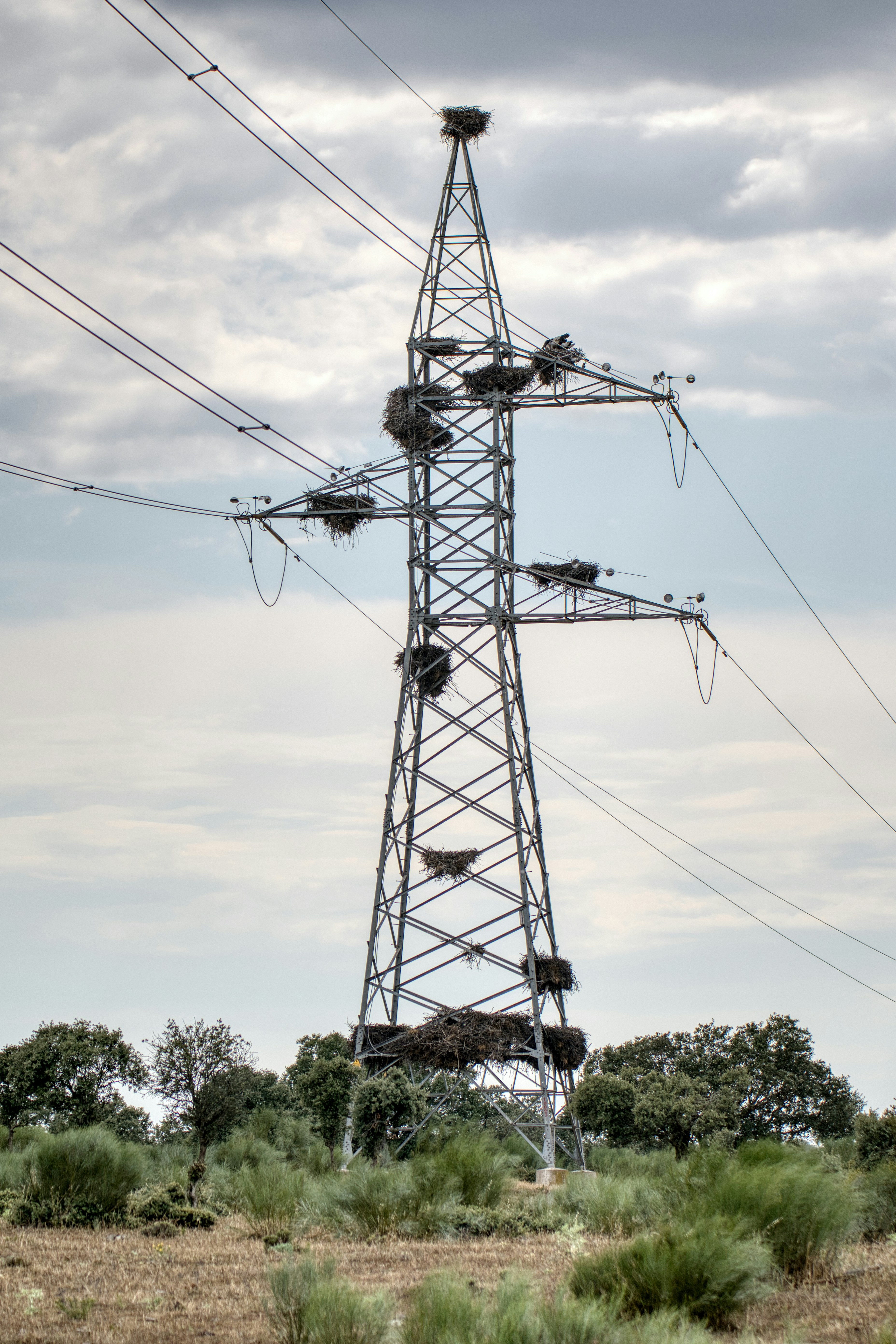 Nesting Heights: A Power Tower's Avian Community