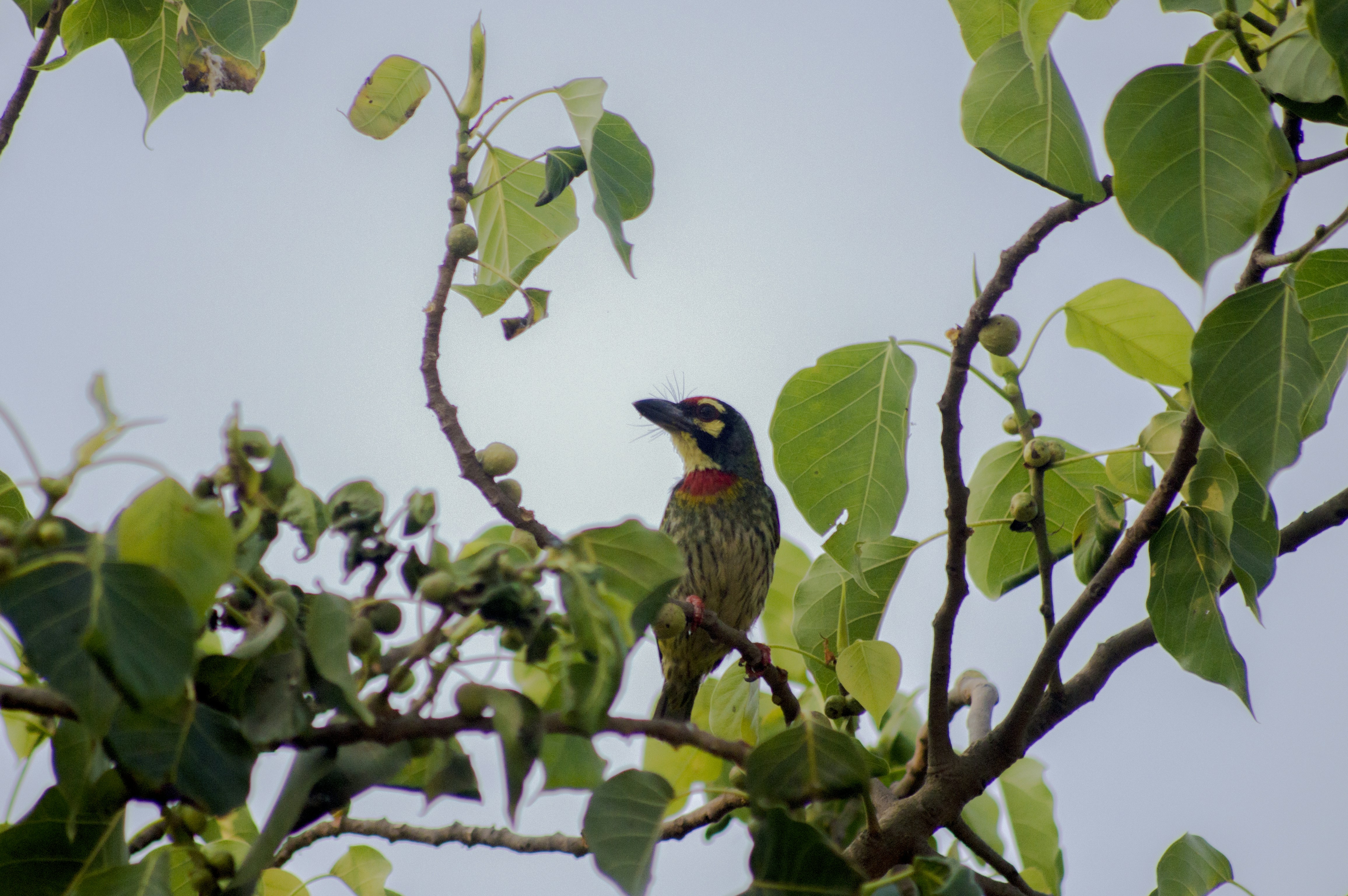 A Feathered Sentinel Amidst the Foliage