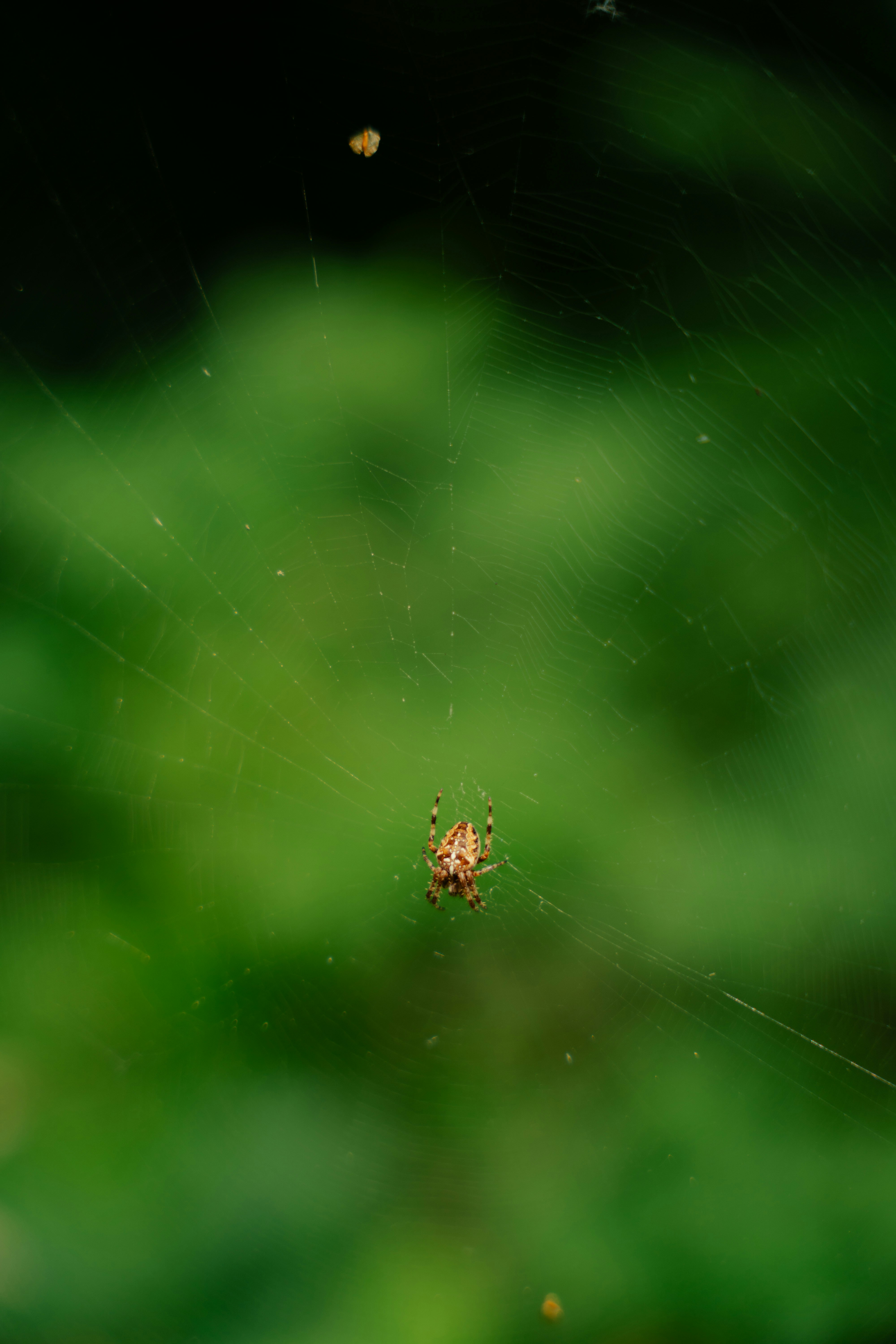 Web Weaver's Domain: A Close Encounter