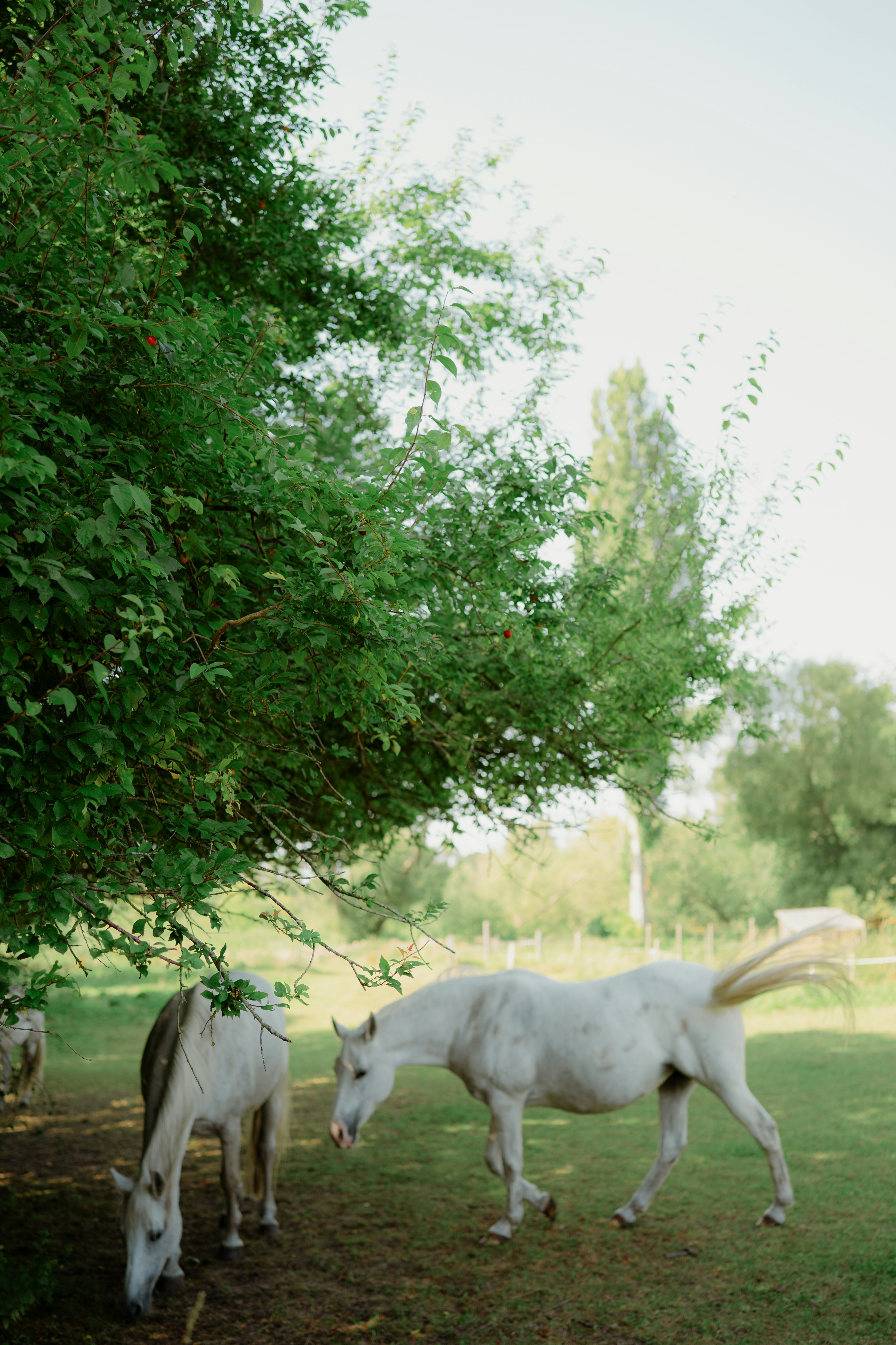 Whispers of Nature: Equine Serenity Beneath the Canopy