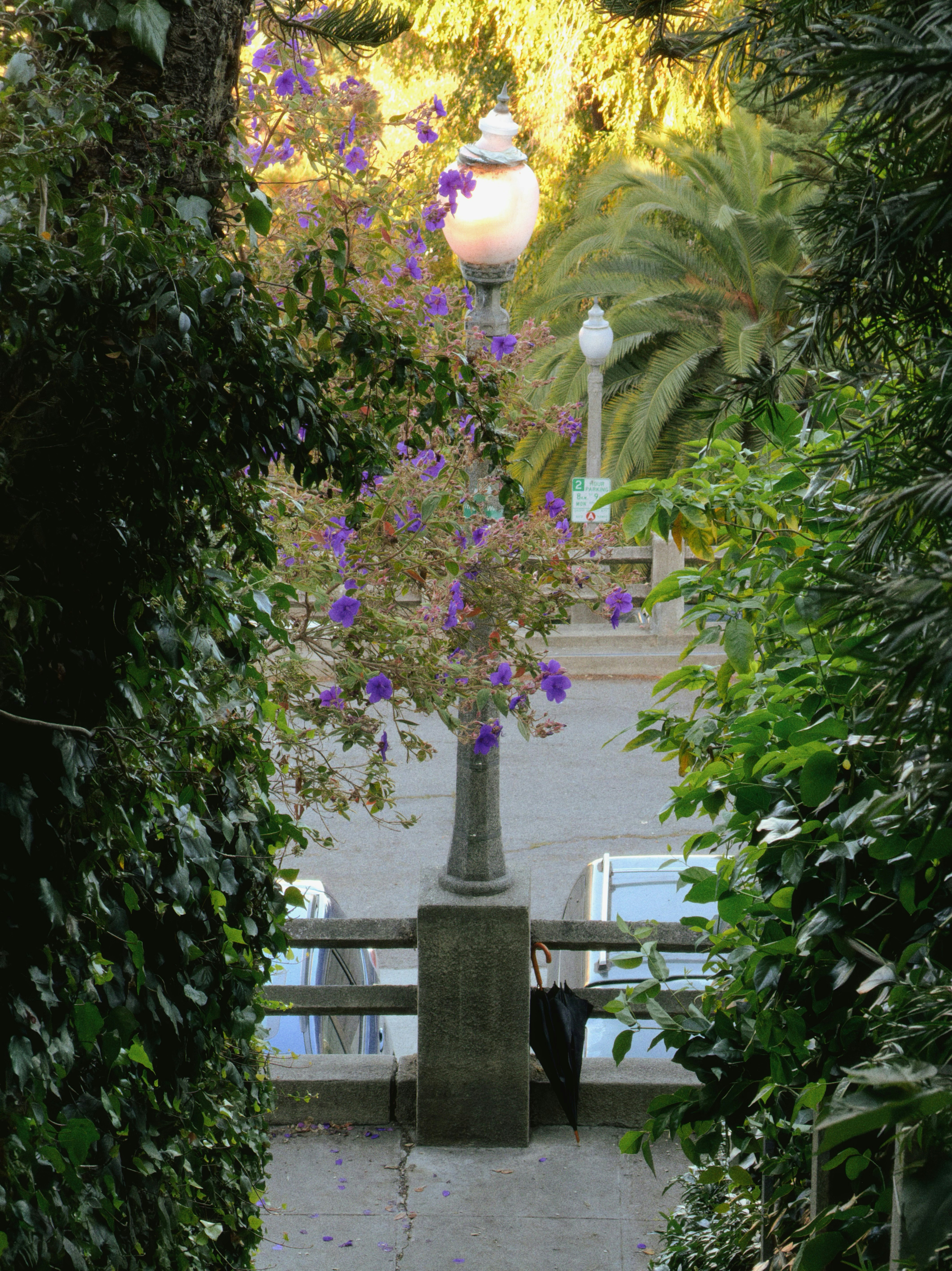 Street lamp with purple flowers and palm tree.