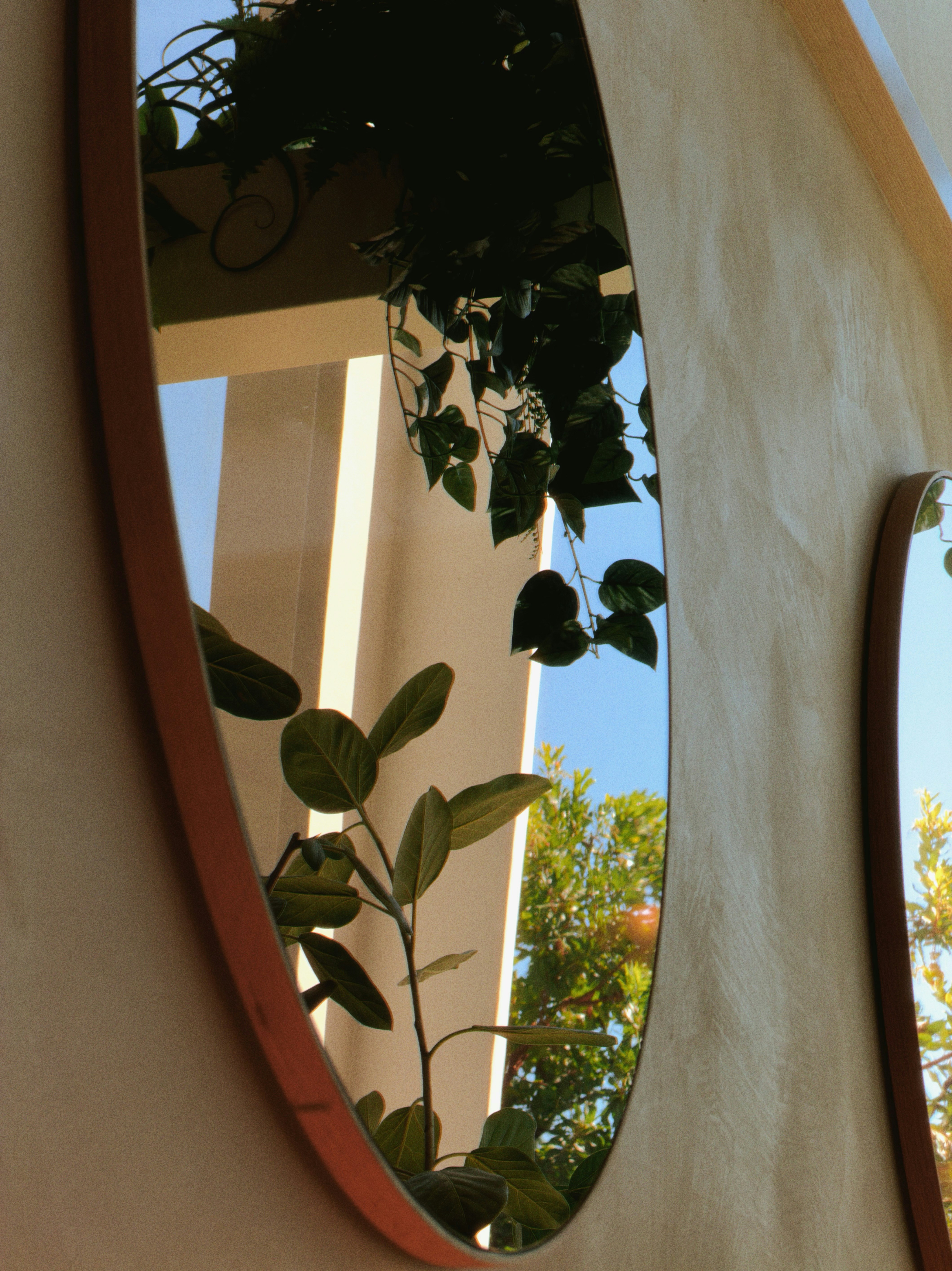 Potted plants reflected in an oval mirror