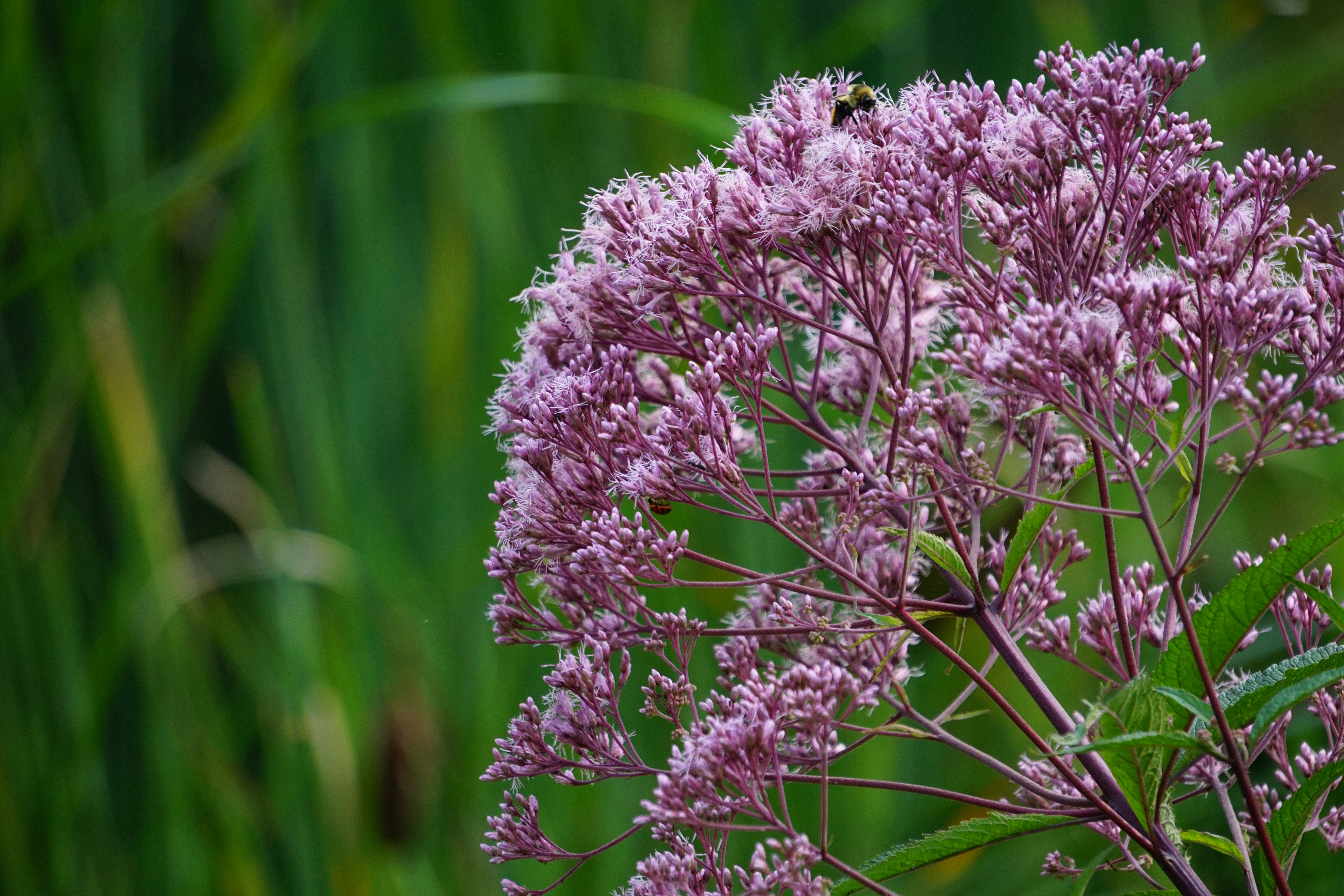 A cluster of pink flowers with green reeds in background