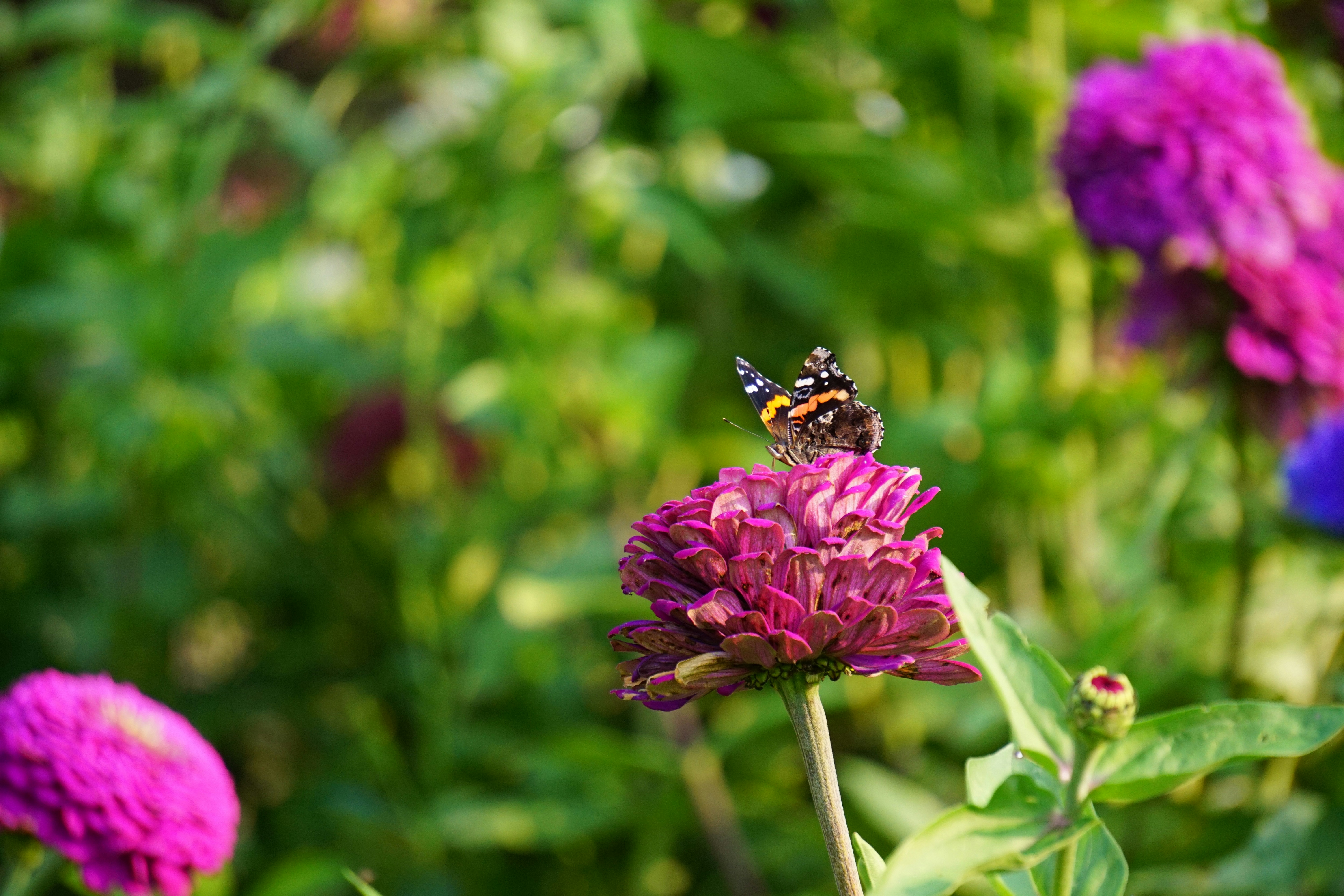 A butterfly rests on a vibrant purple zinnia flower.