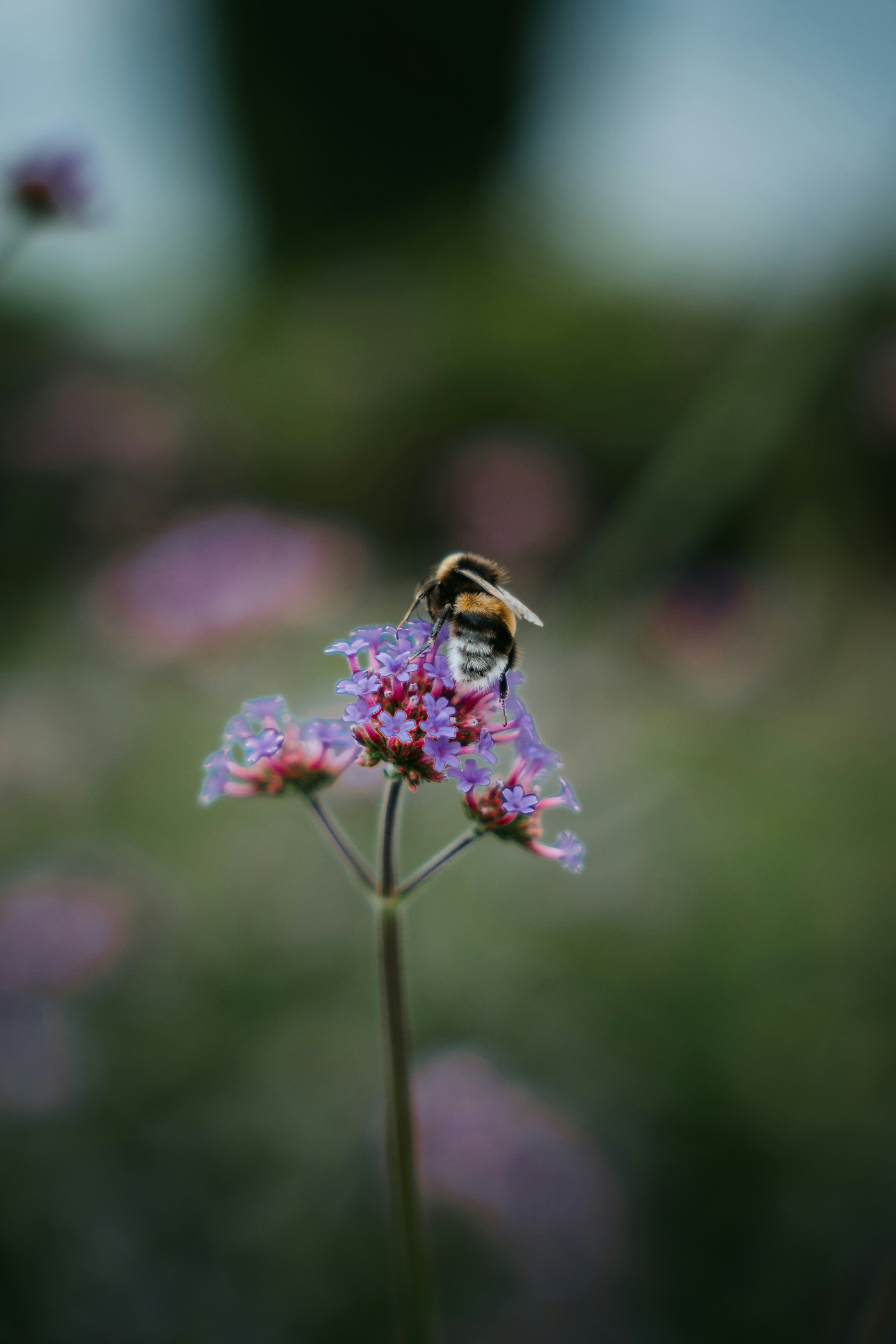 A bumblebee pollinating a purple flower.
