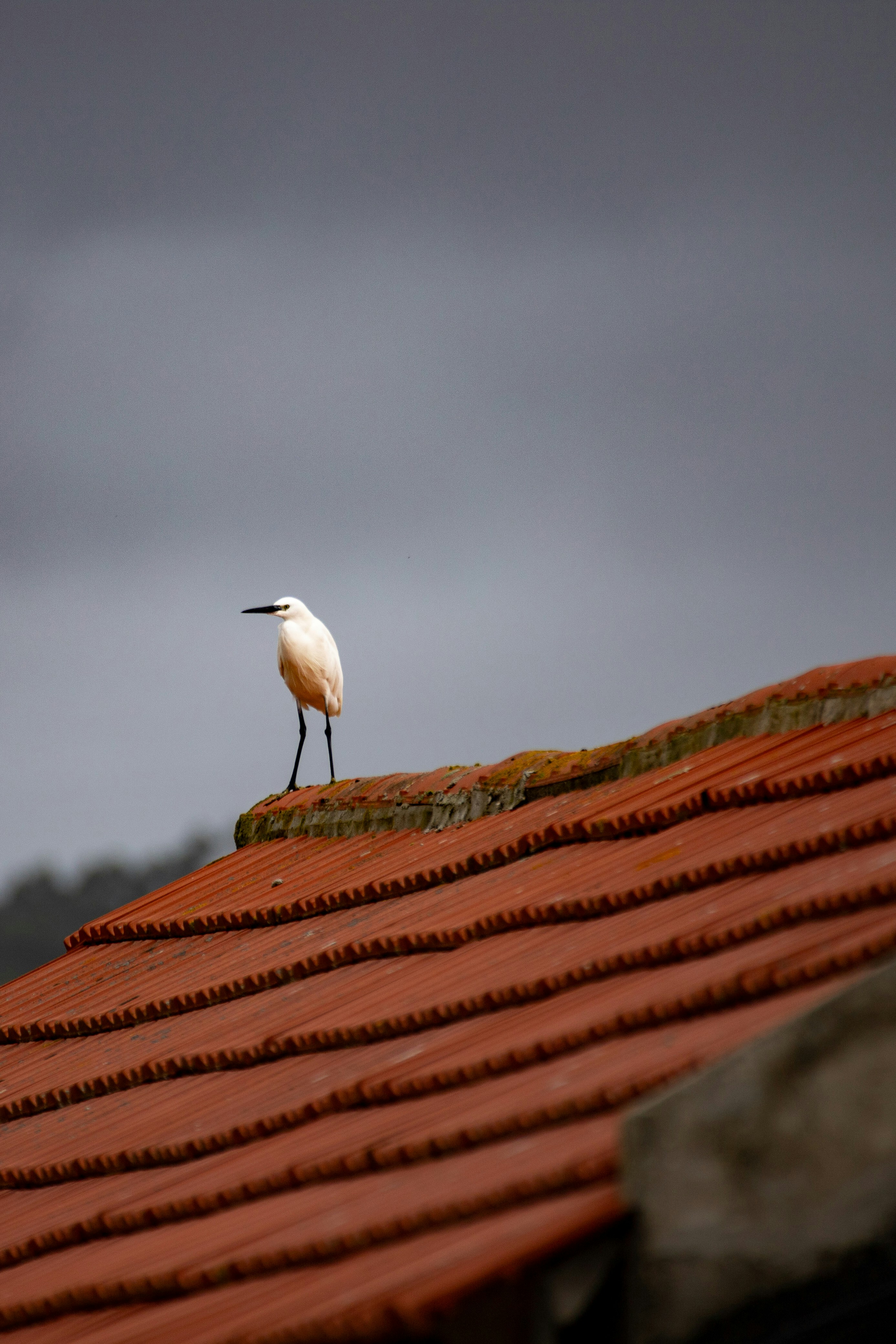 Solitary Elegance: A Bird's Perch Amidst the Clouds