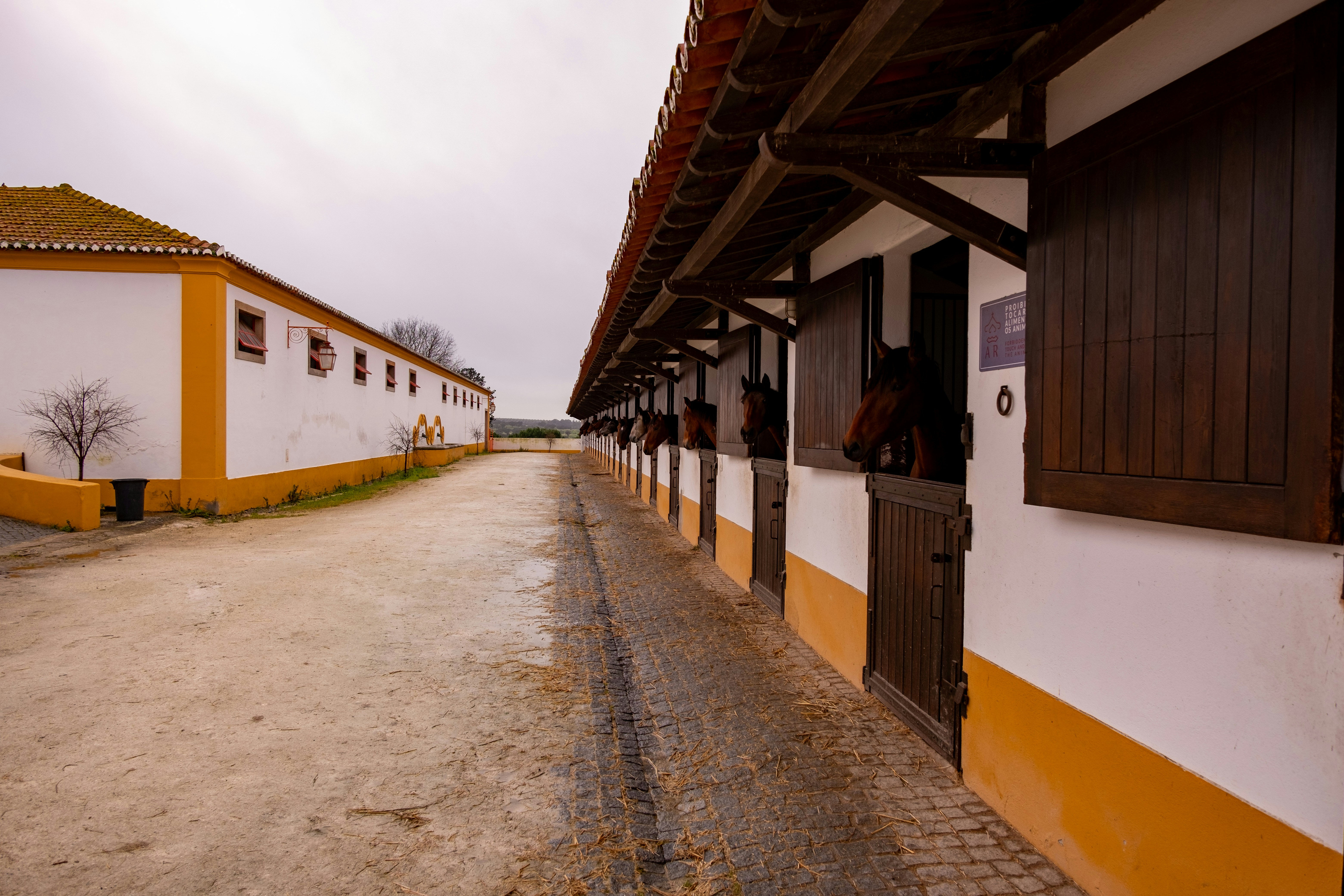 Horses in stable stalls along a rural path.