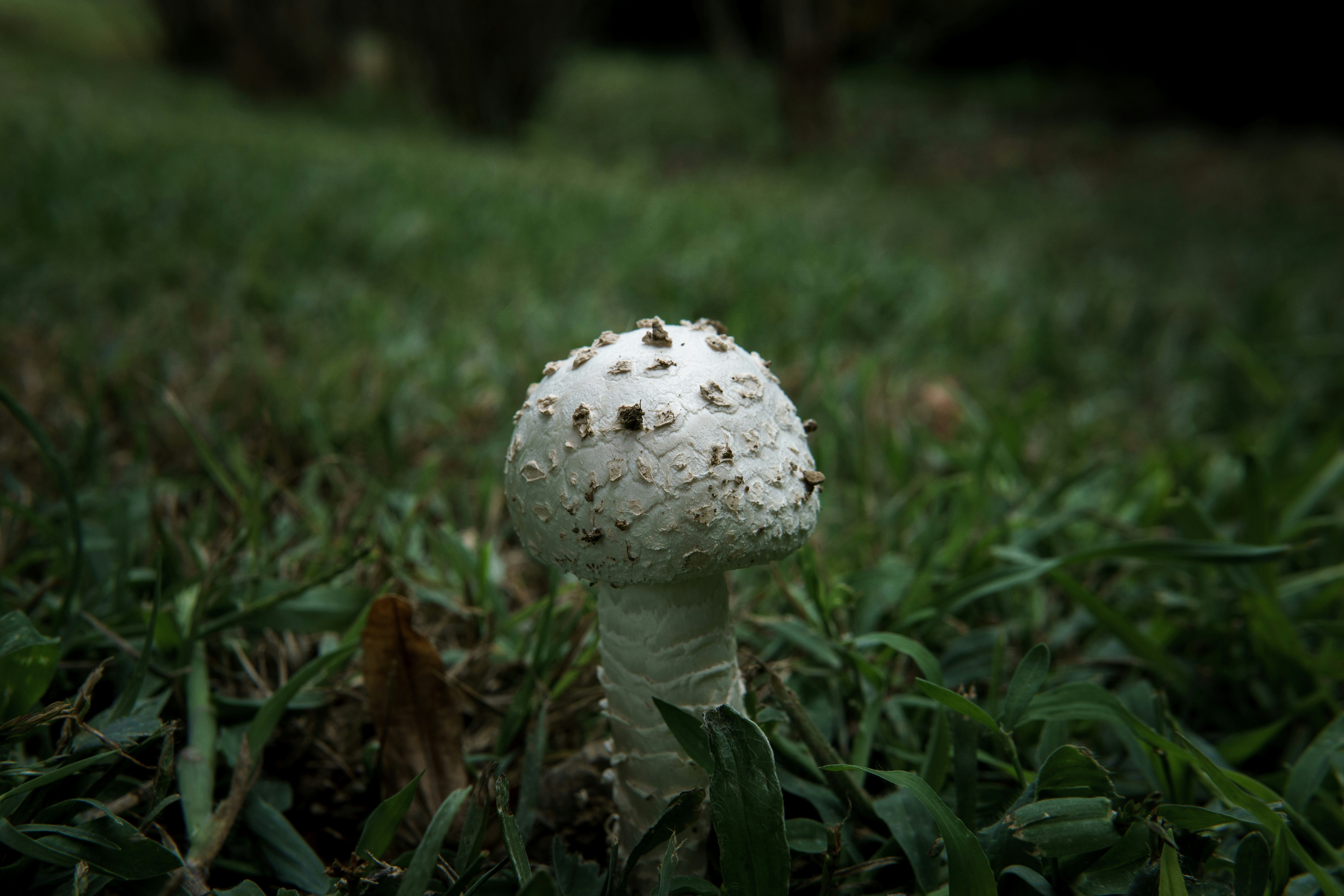 Nature's Intricate Sculpture: The Enigmatic Mushroom
