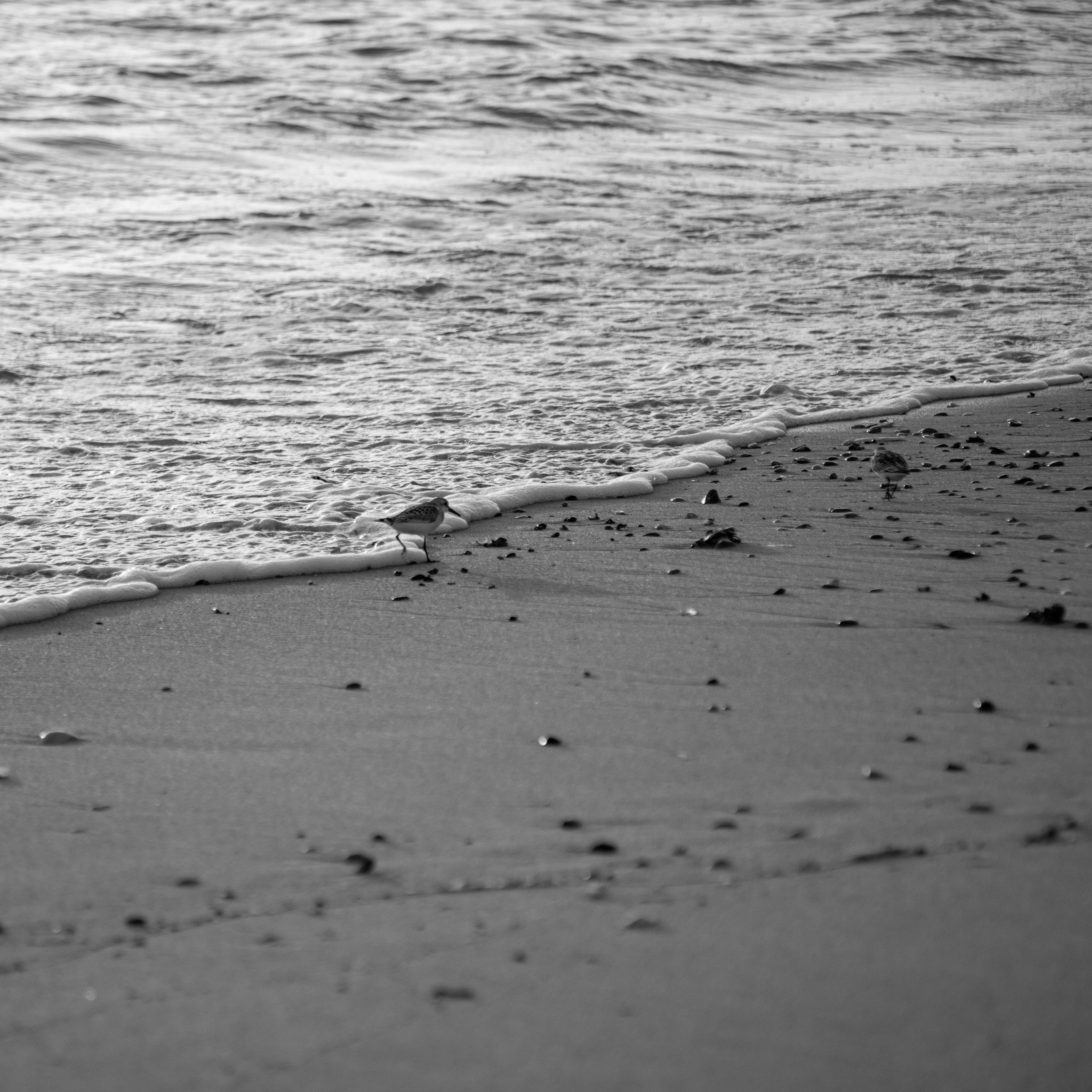 Whispers of the Shoreline