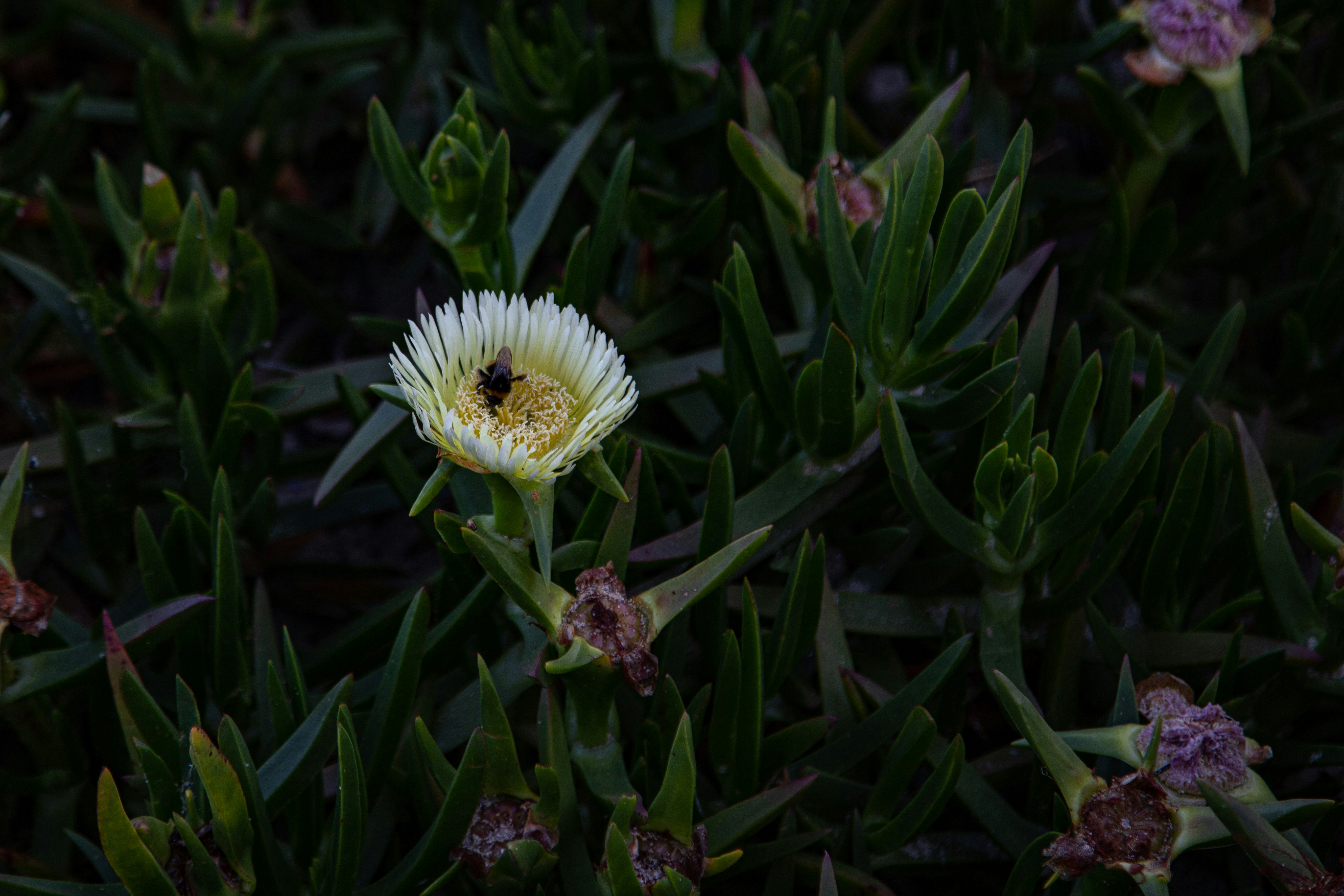 Nature's Silent Harmony