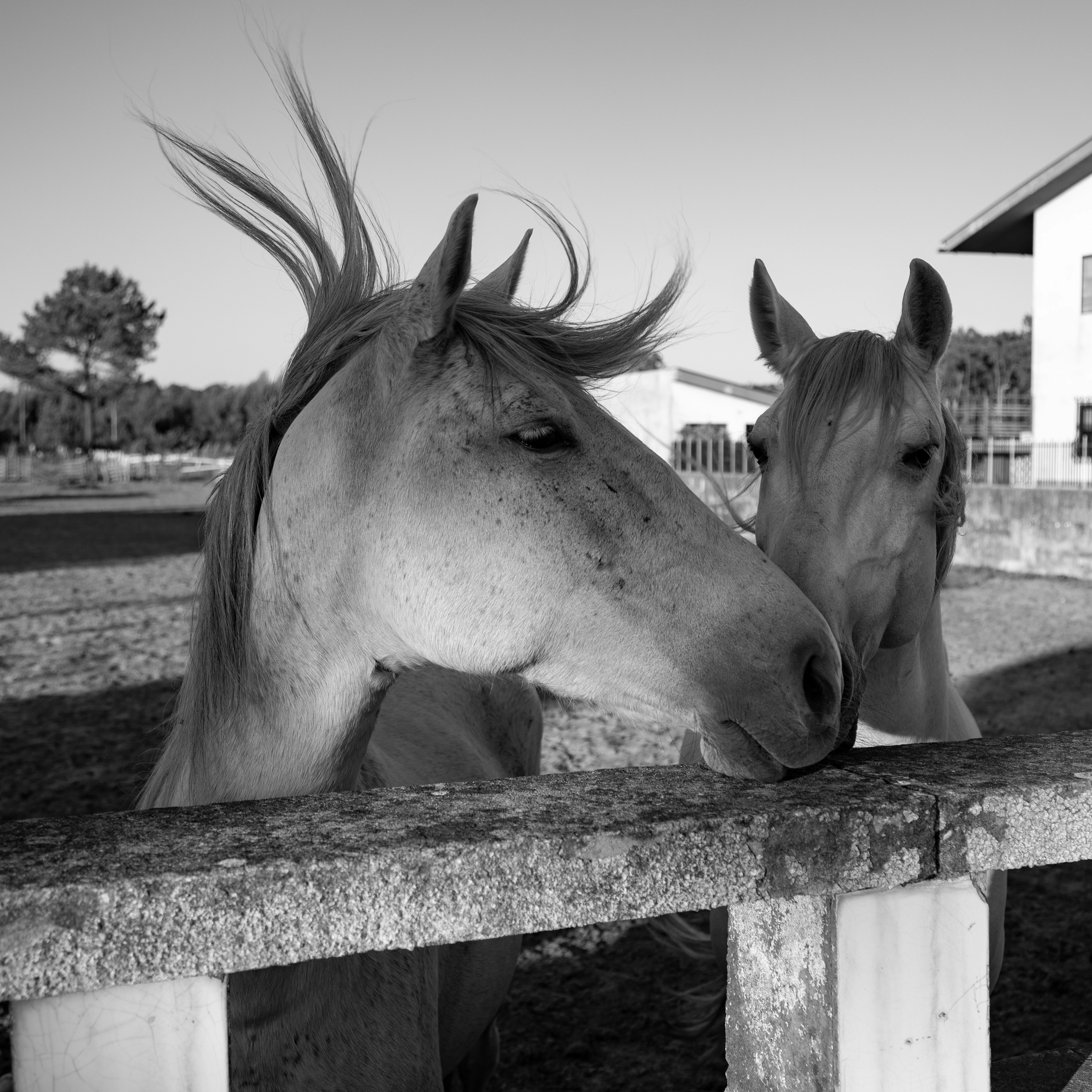 Whispers of the Equine Duo