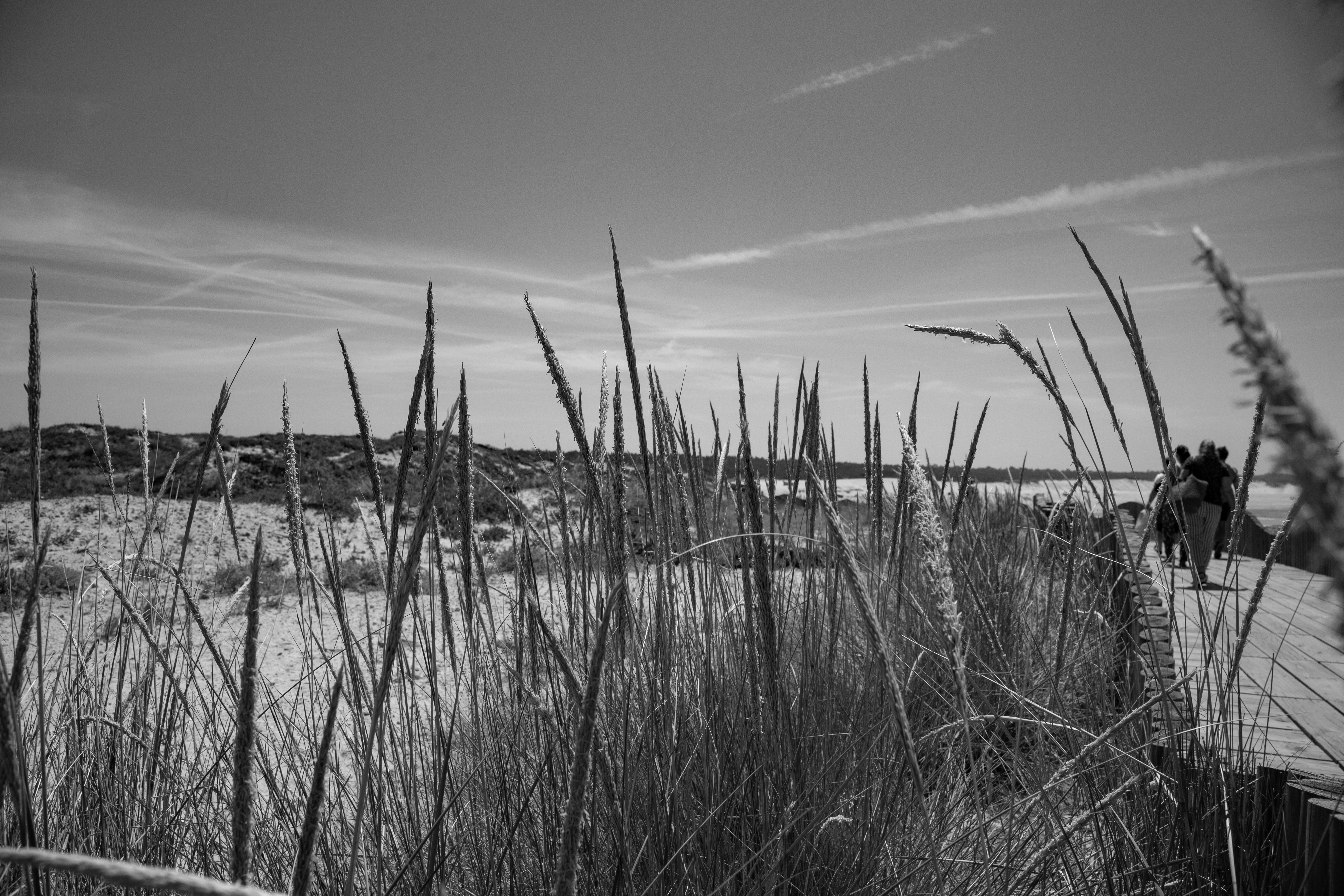 Whispers of the Dunes
