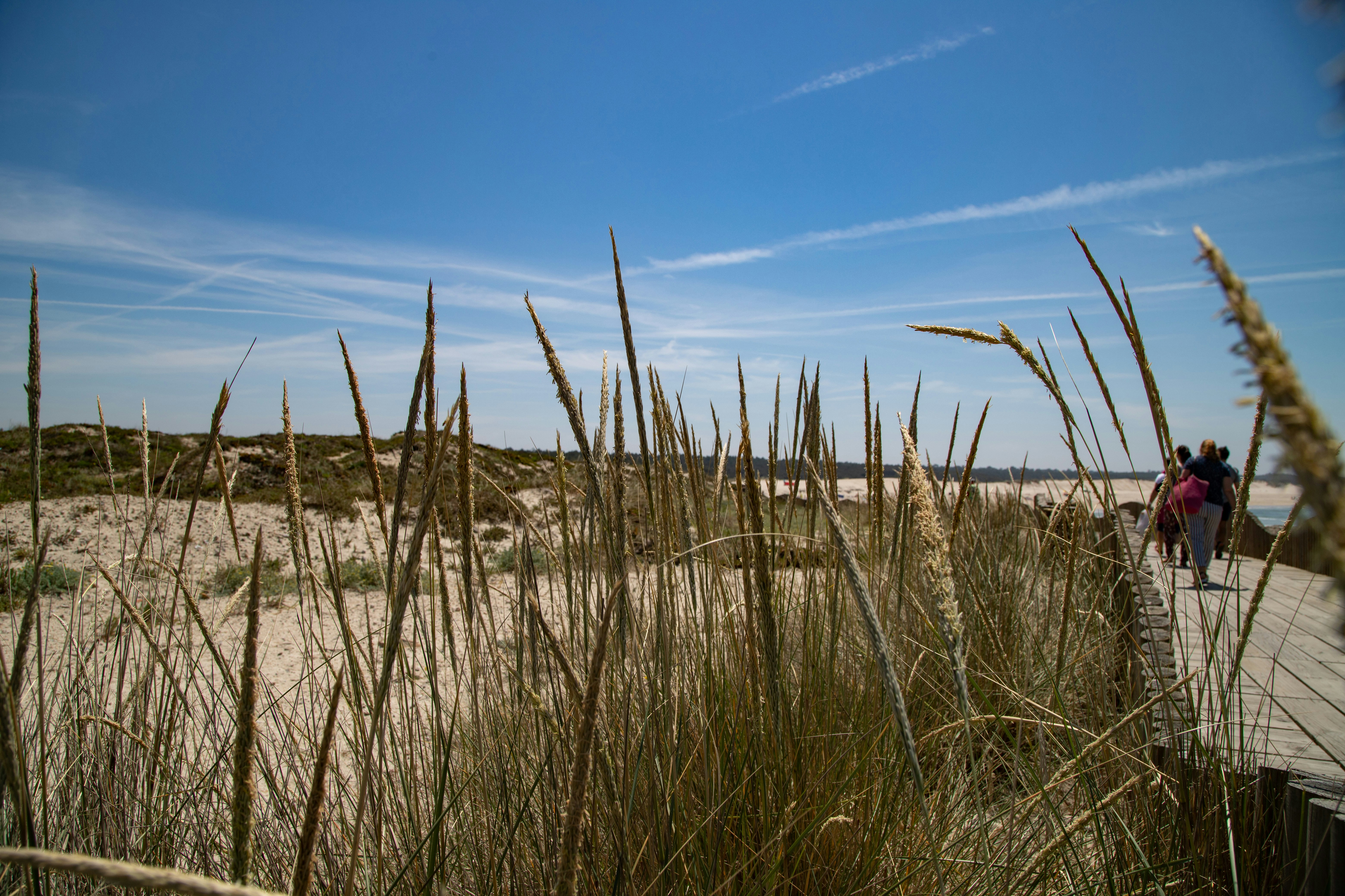 Whispers of the Dunes
