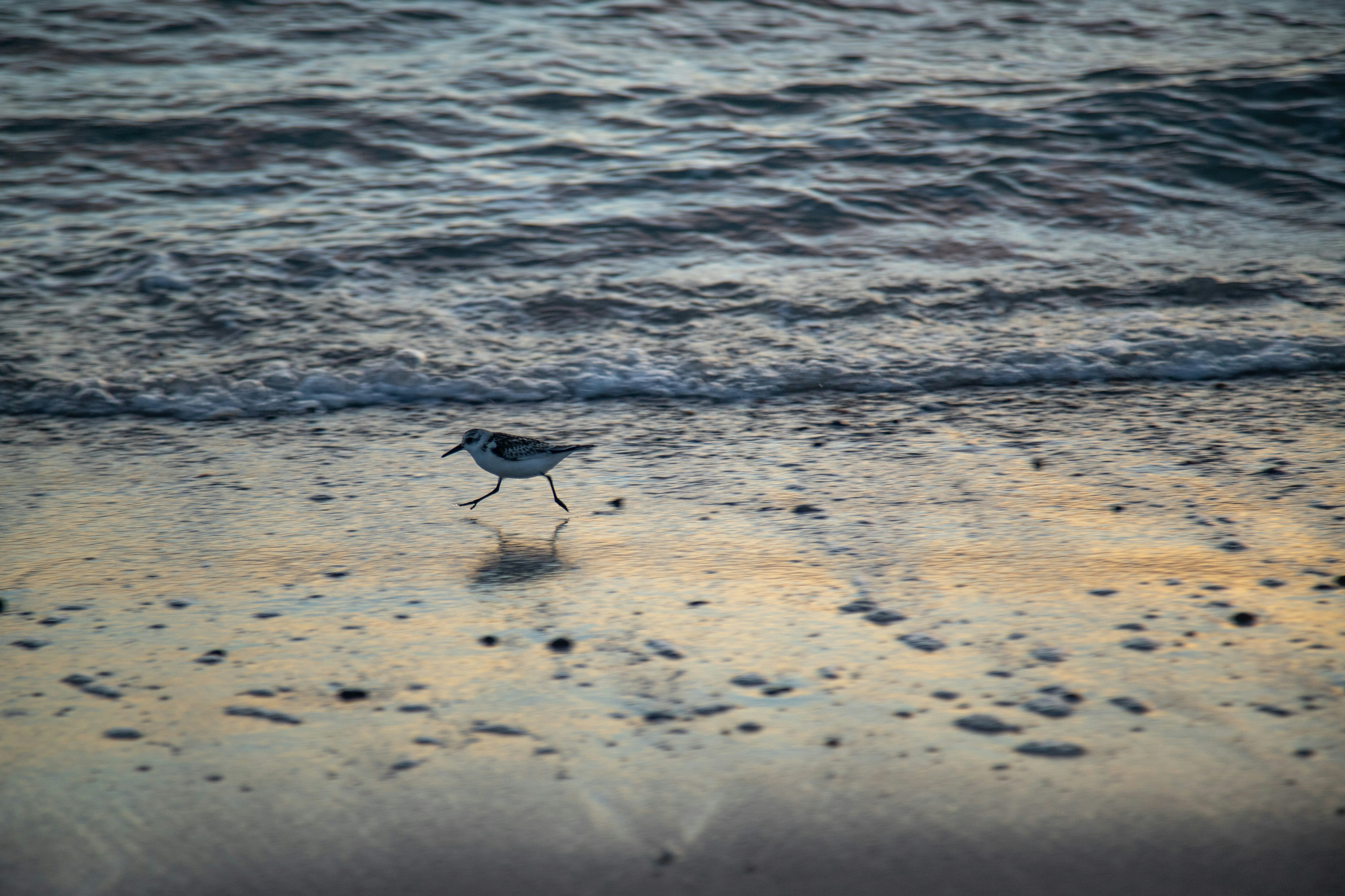A Solitary Stroll by the Shore