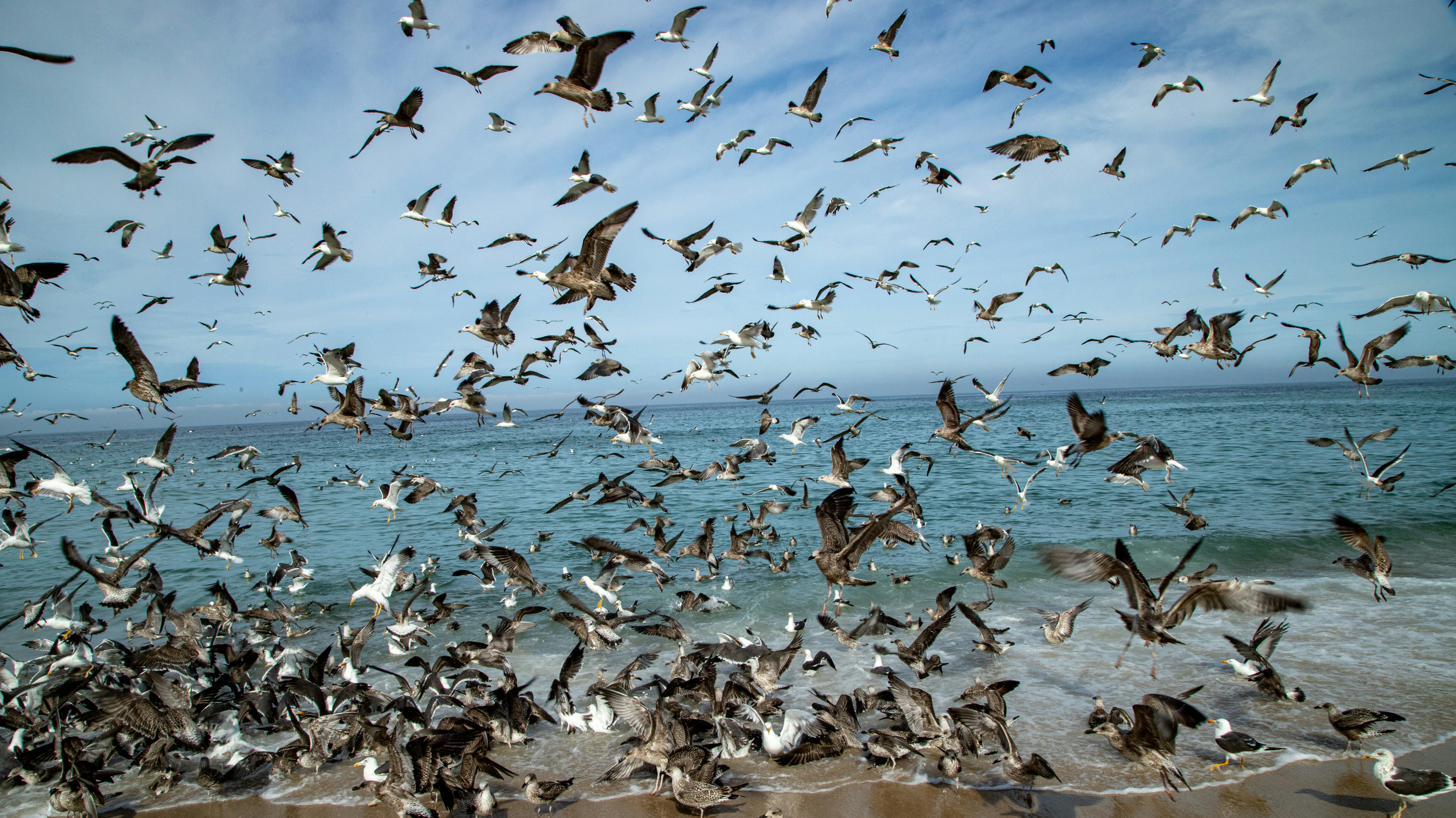 A Symphony of Wings: Seabirds in Motion