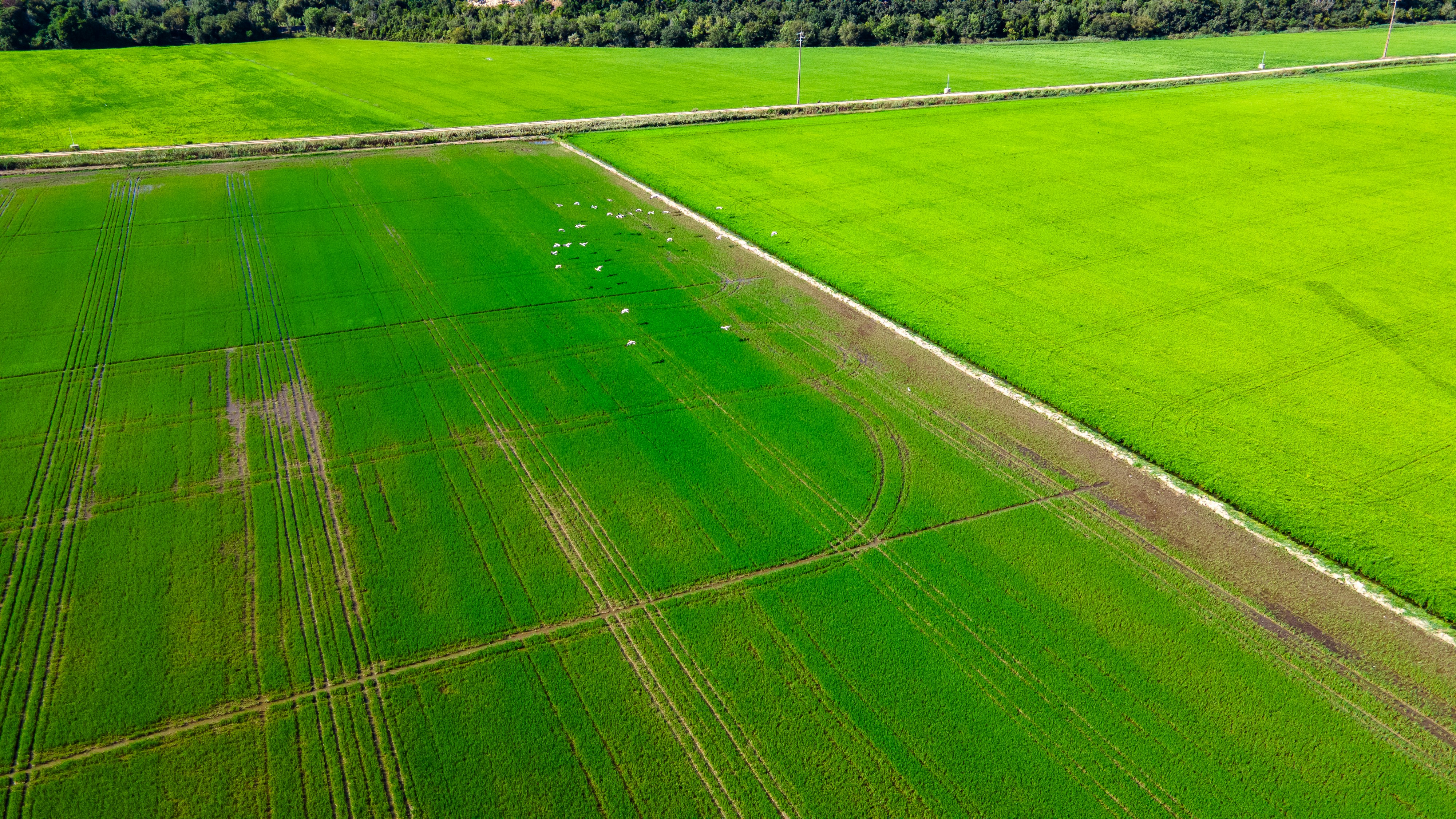 Symphony of Greens: Aerial Harmony in Agriculture