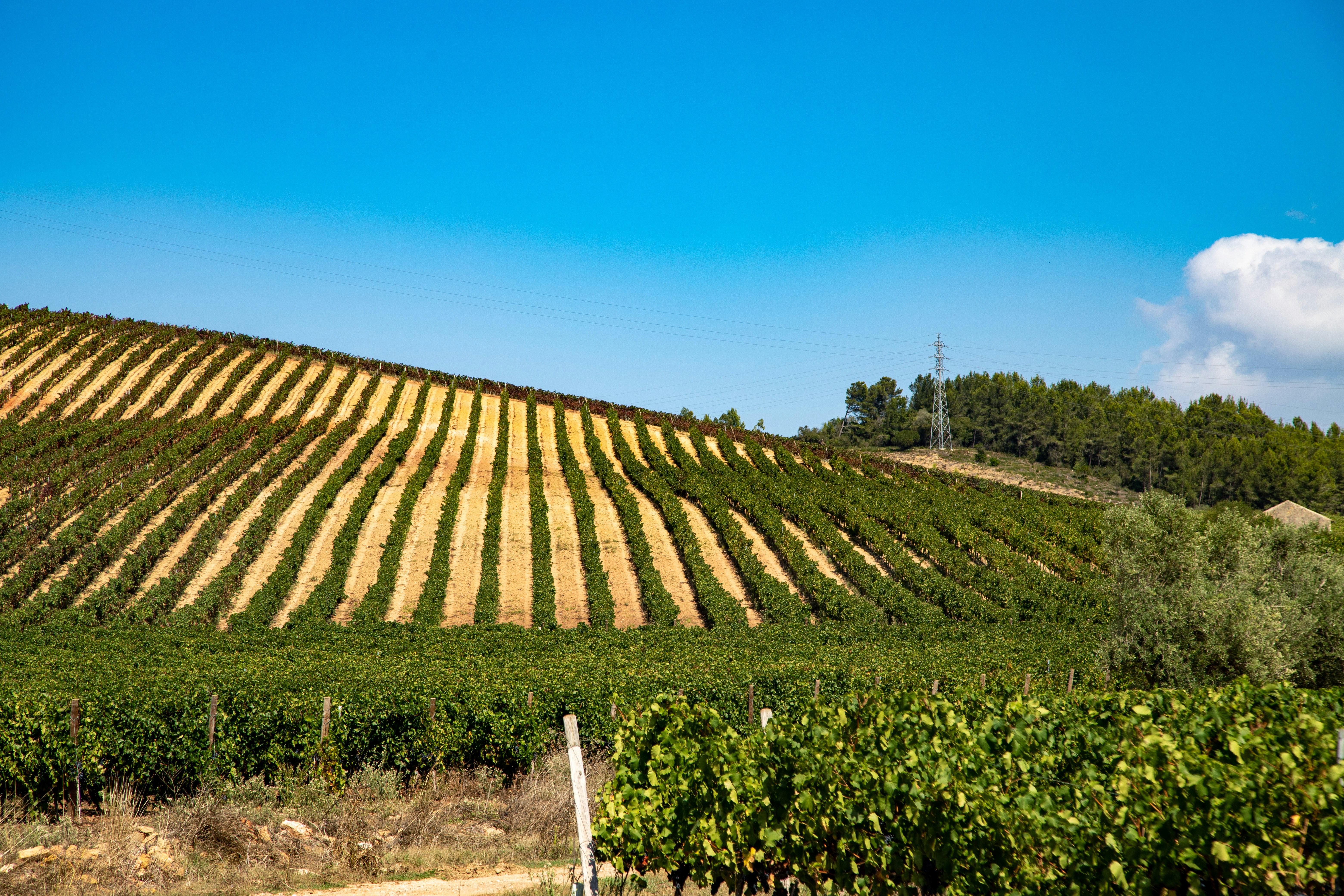 Symphony of Vines: A Harmonious Landscape