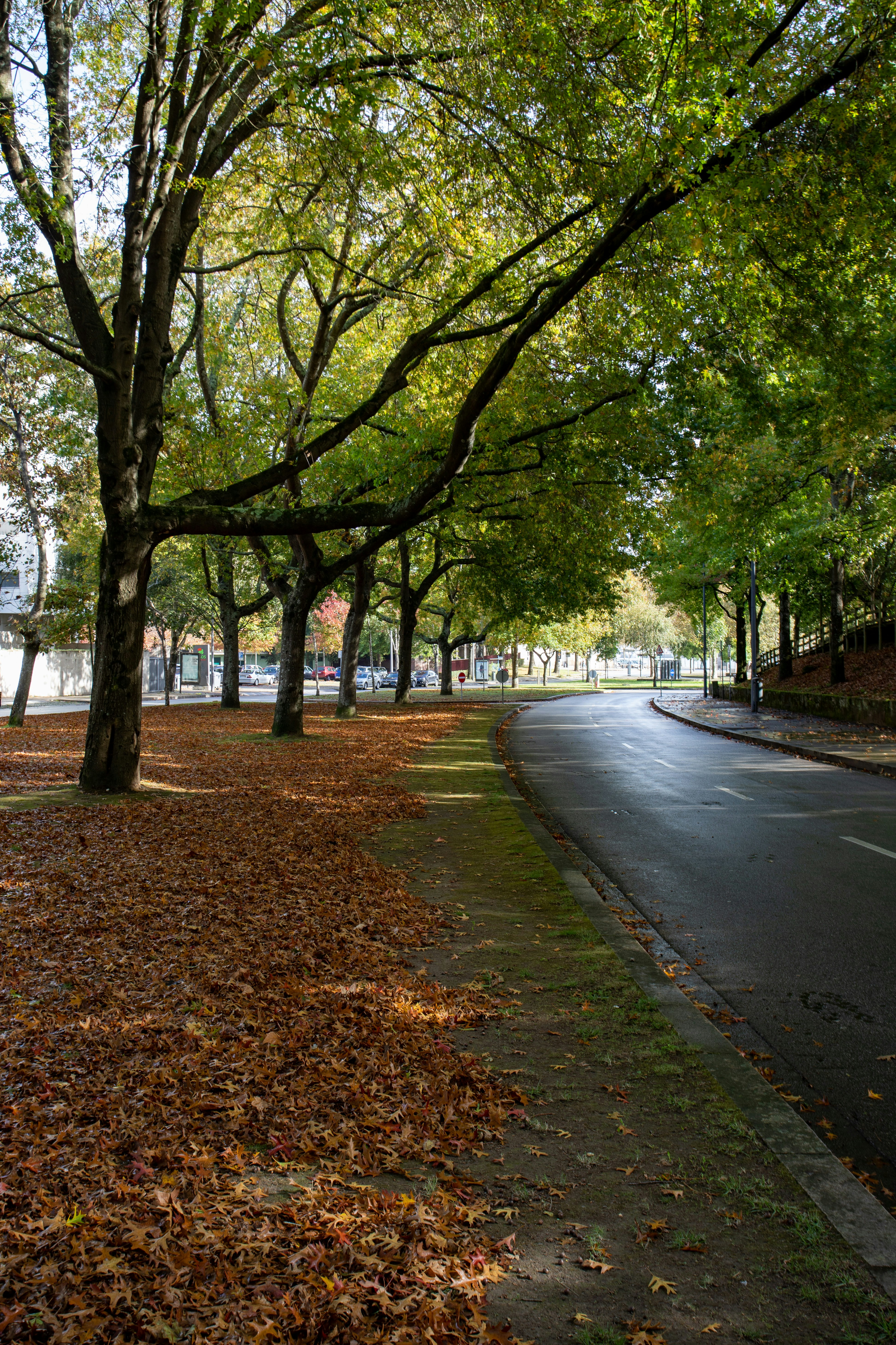 Autumn's Gentle Embrace on the Urban Pathway