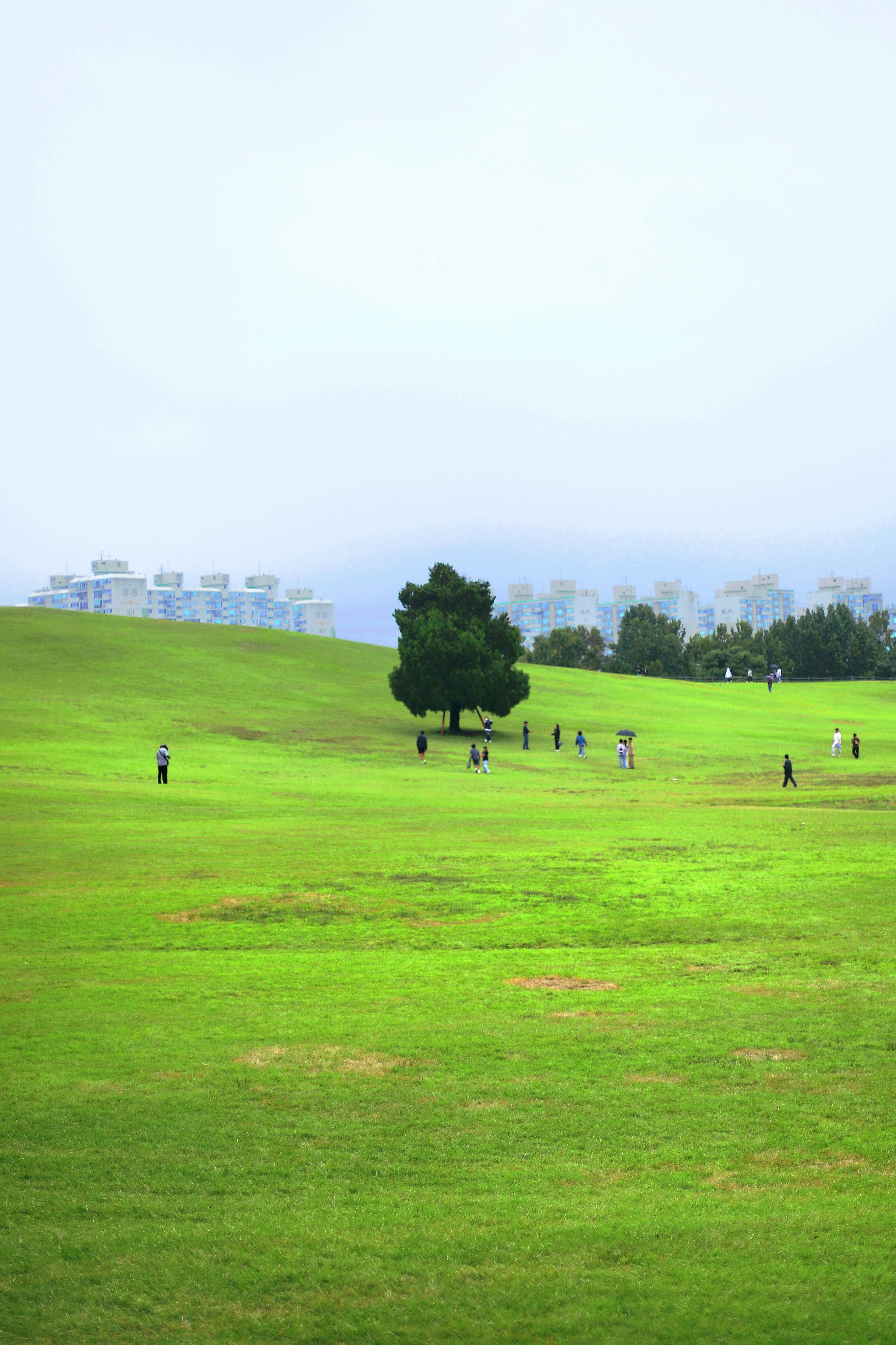 Urban Oasis: The Solitary Tree in a Sea of Green