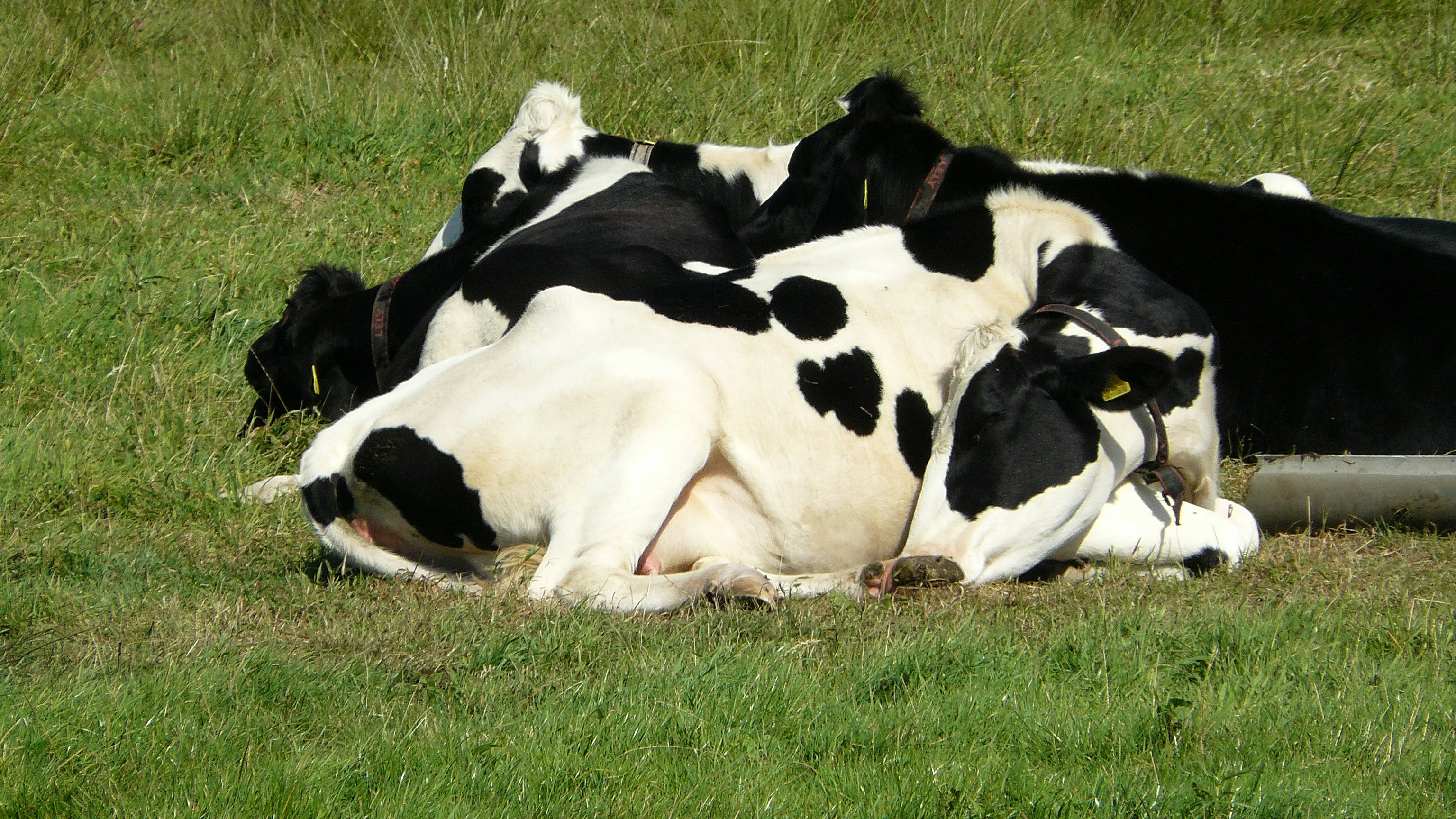 Several black and white cows resting in a grassy field.