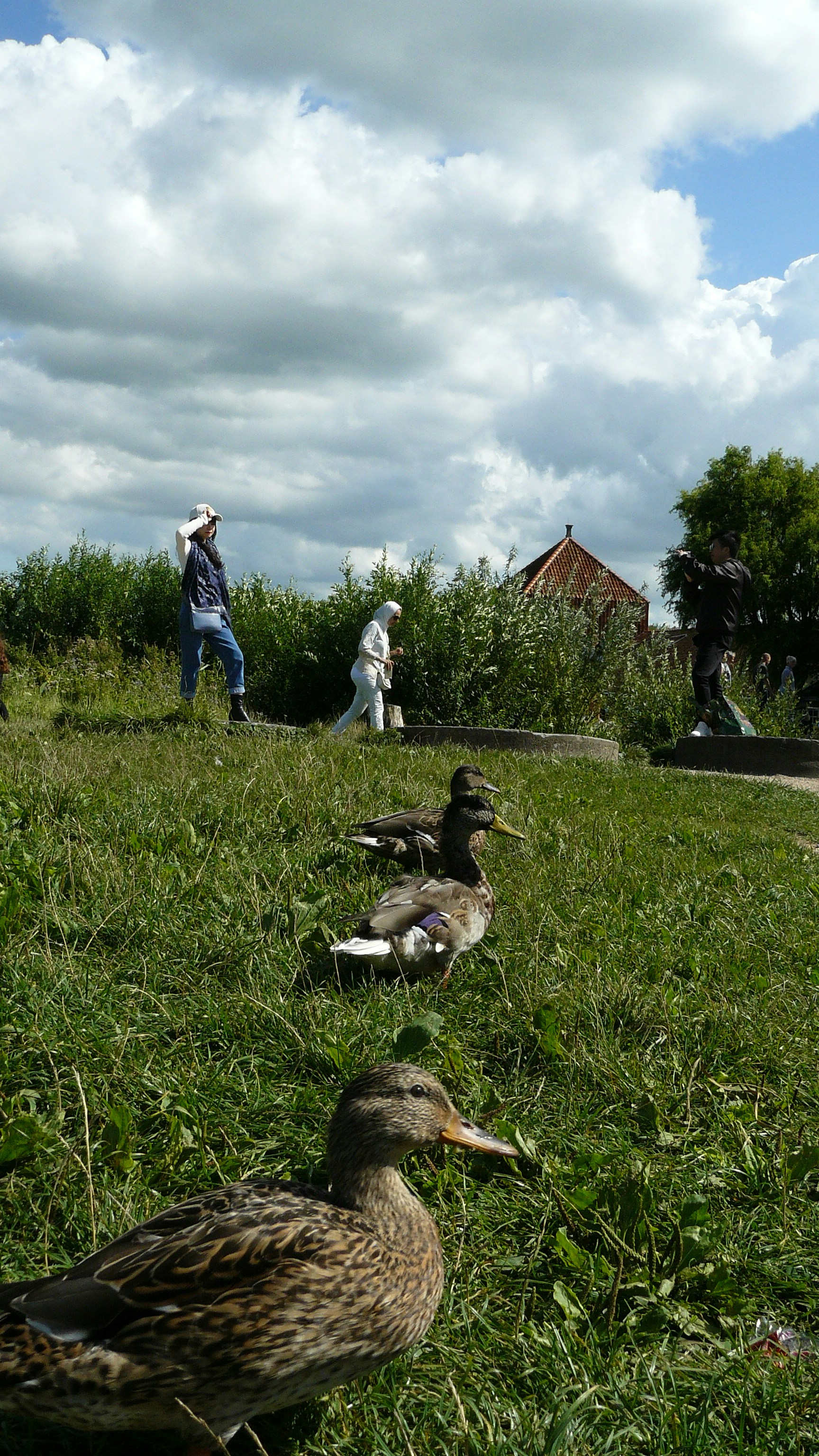Ducks resting on grassy hill with people in background.
