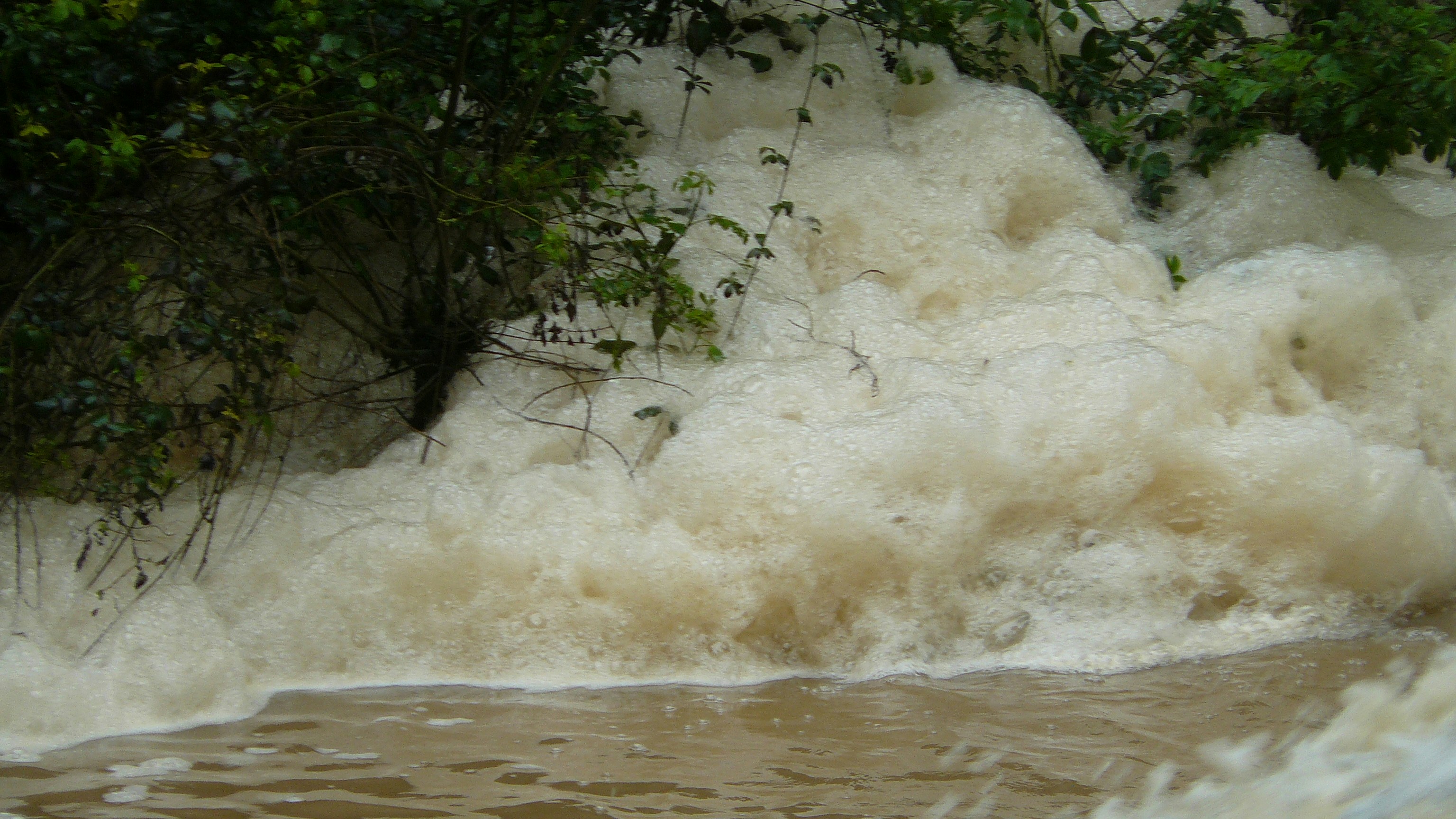 Foamy water flows near lush green foliage.