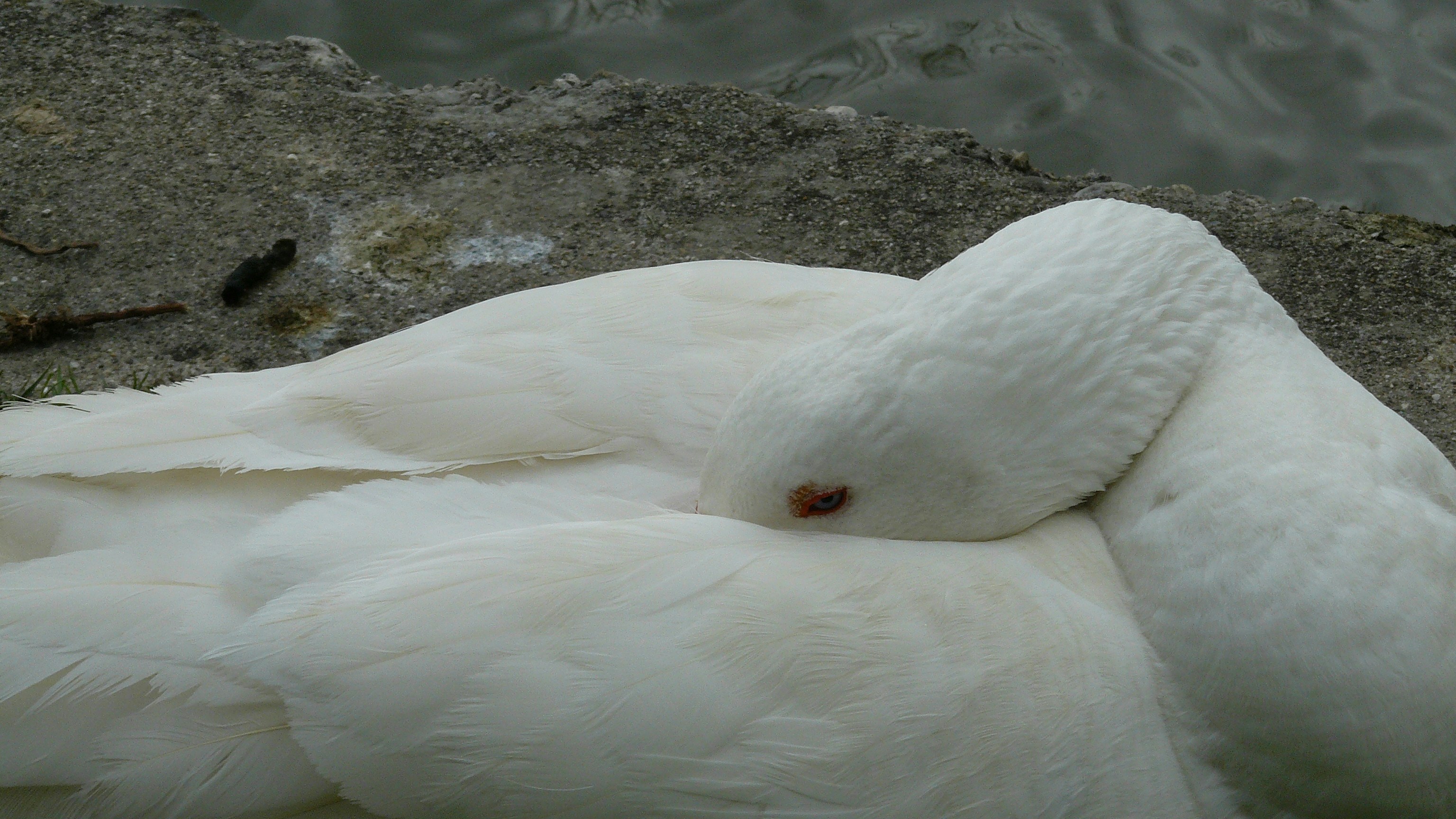 A white bird sleeping by the water