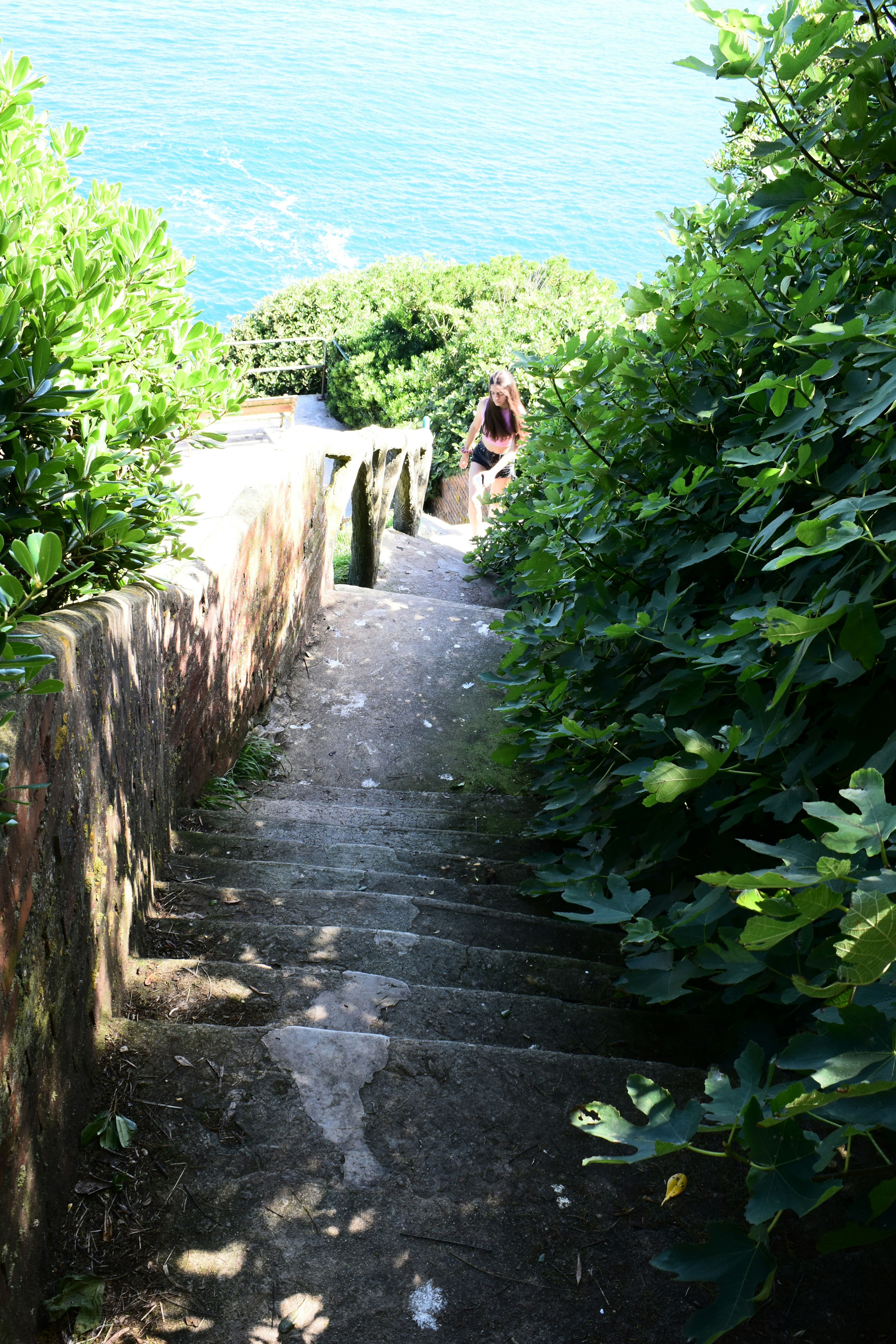 Journey to the Shore: A Pathway Through Nature