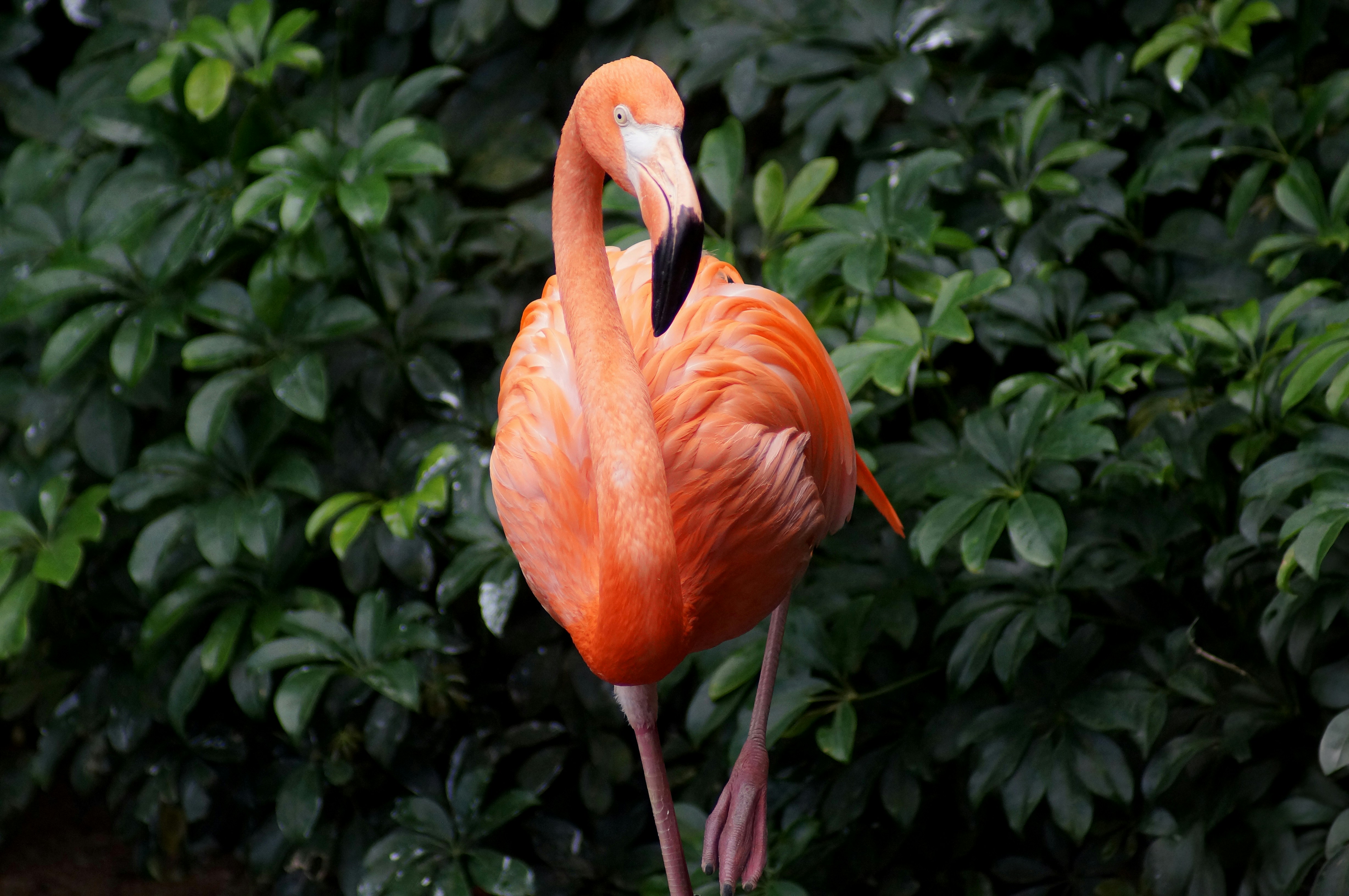 Flamingo on greenery | A bright orange flamingo stands in front of green foliage.