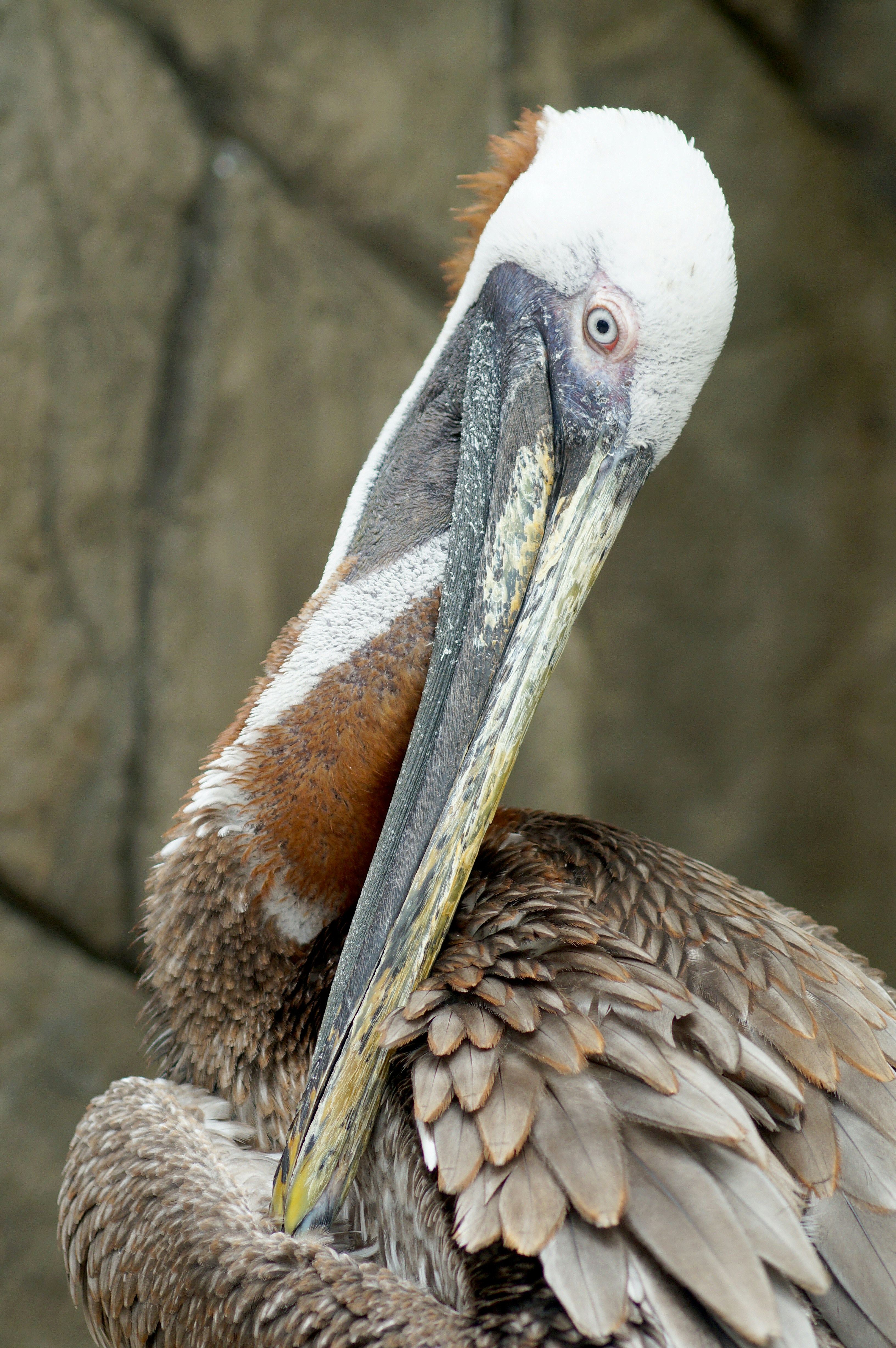 Brown pelican close up | A brown pelican preens its feathers