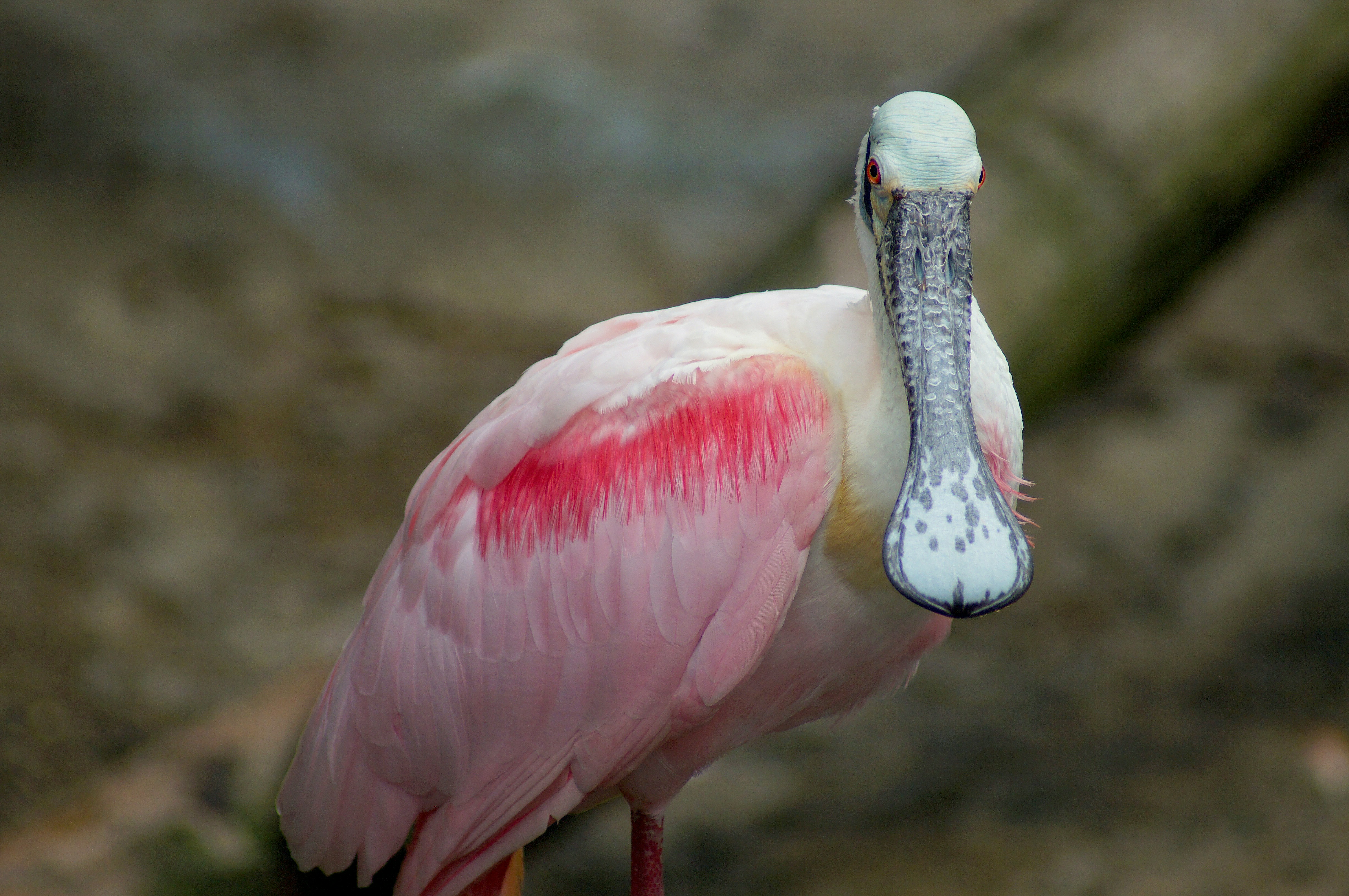 The Elegant Spoonbill: A Study in Pink and Grace