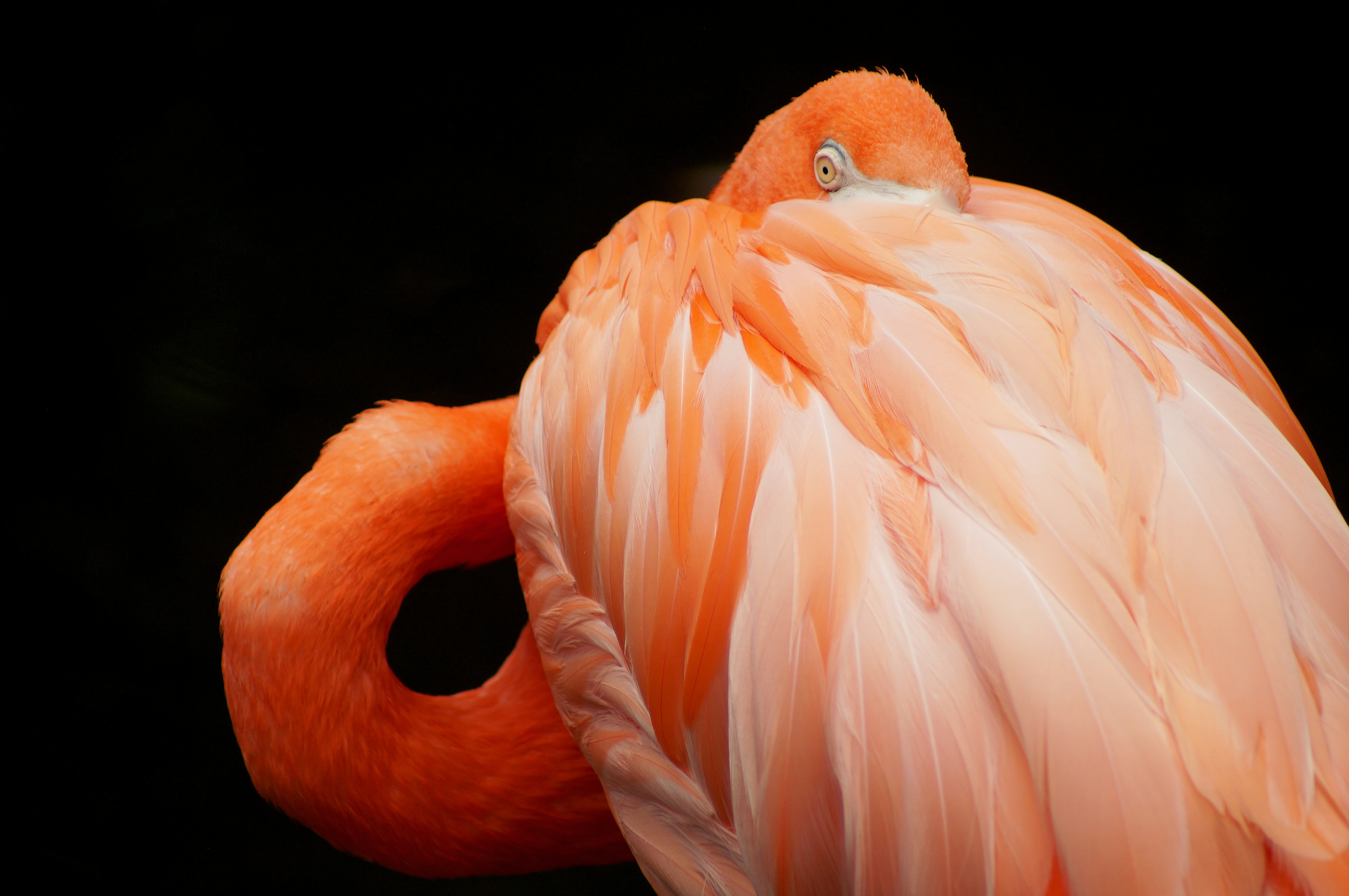 Flamingo at rest