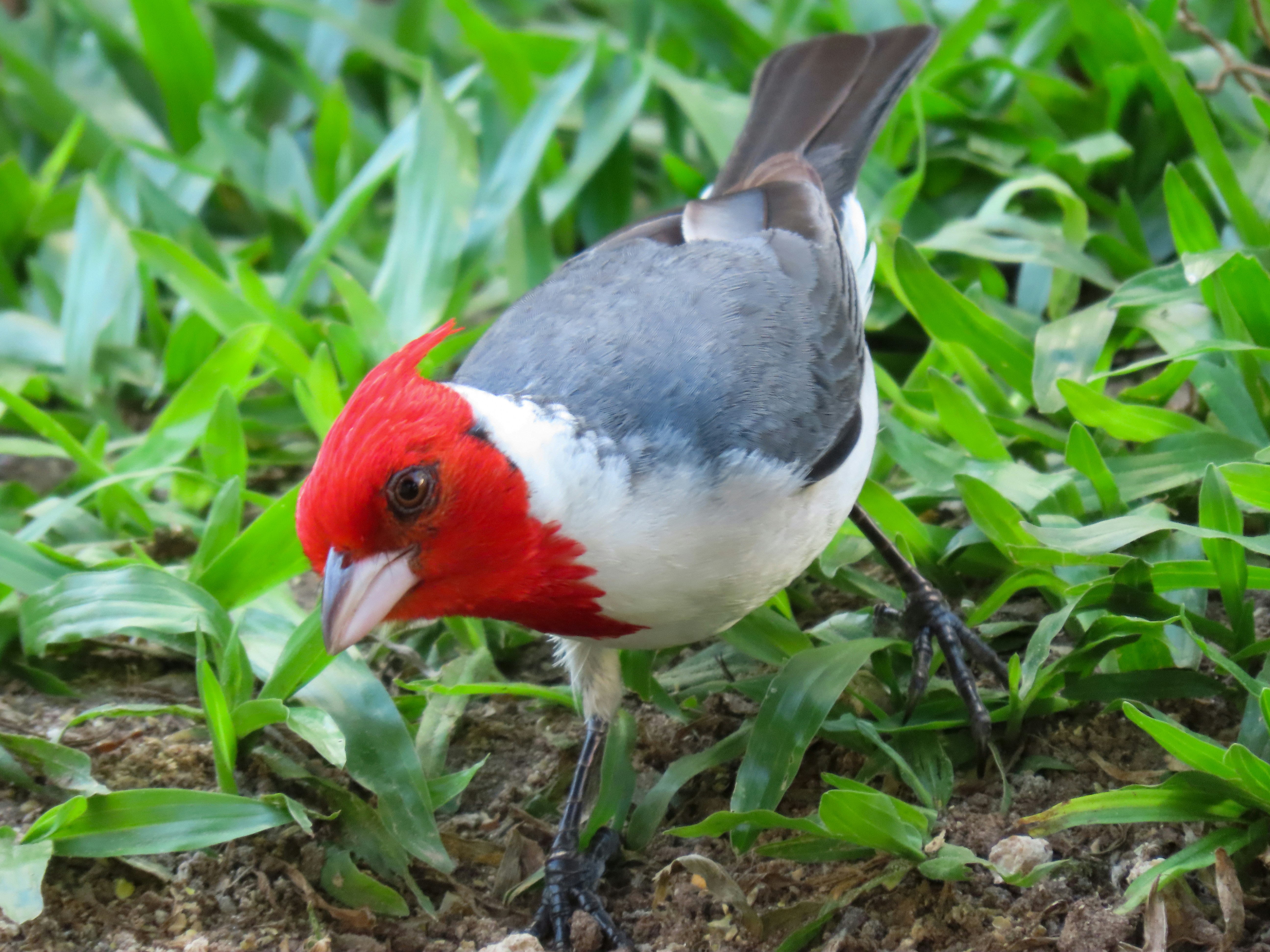 Cardeal/Red-crested Cardinal (Paroaria coronata)Patrícia Nicoloso