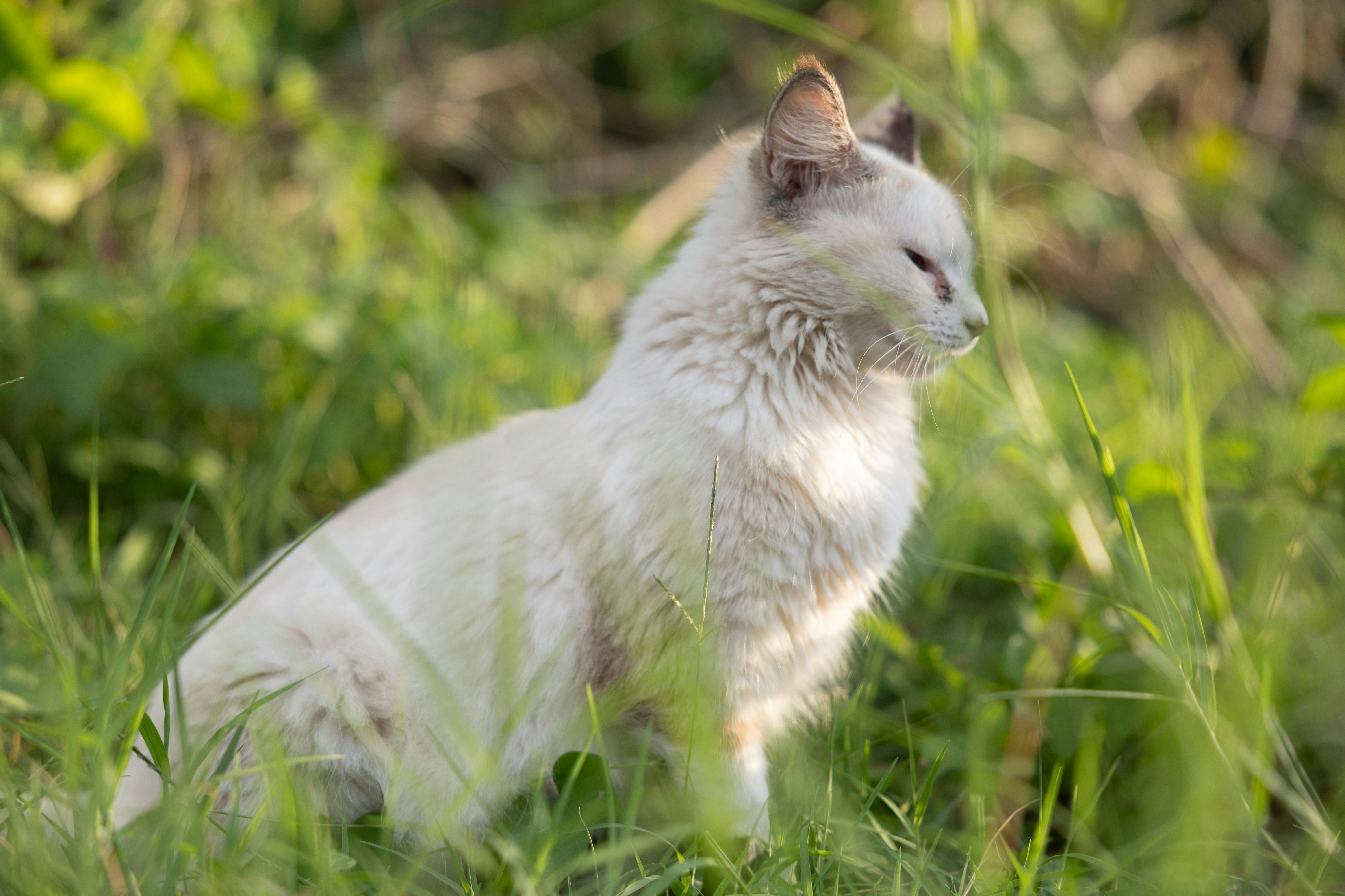 Whispers of the Wild: A Feline's Serenity