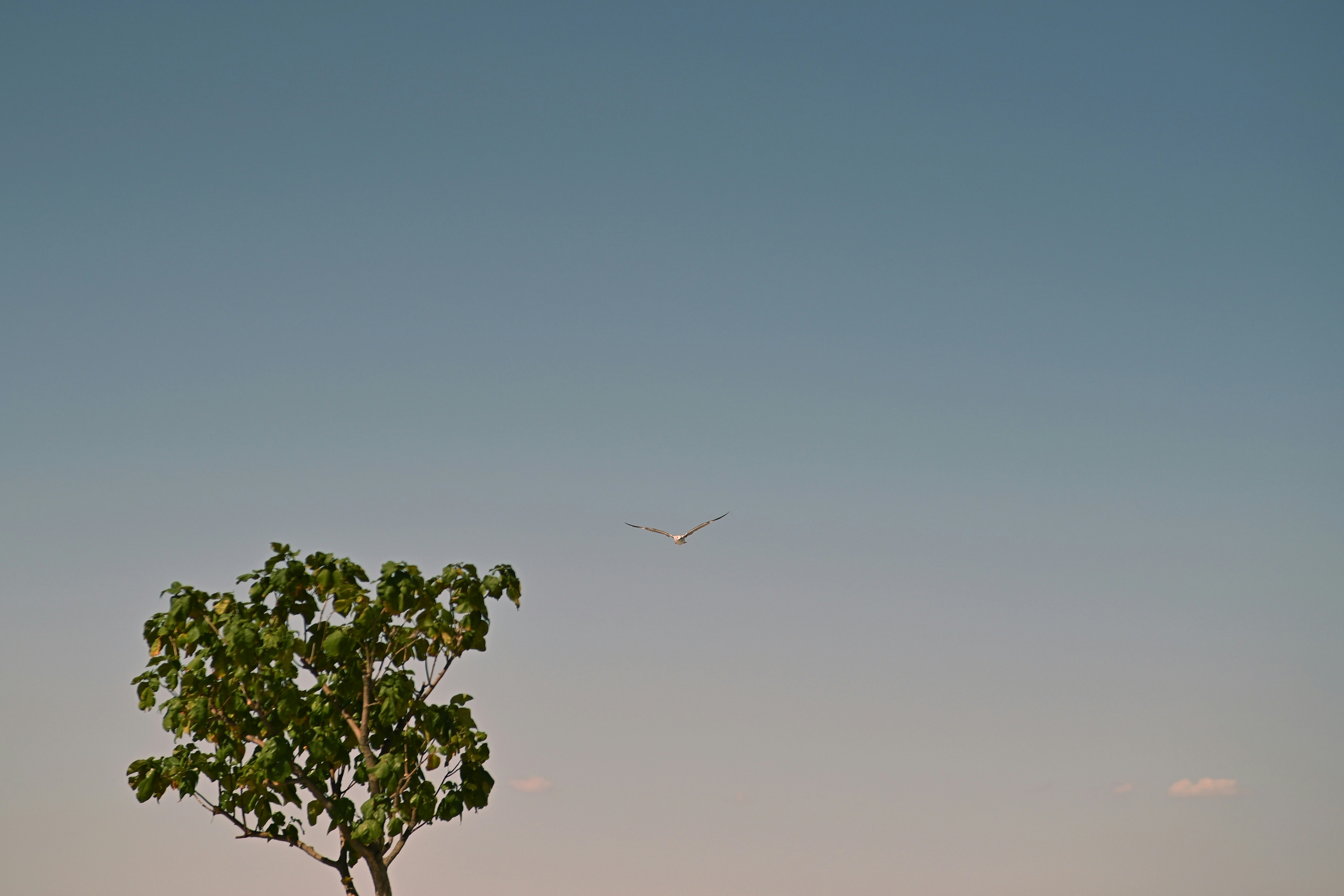 Graceful Ascent: A Bird's Journey into the Sky