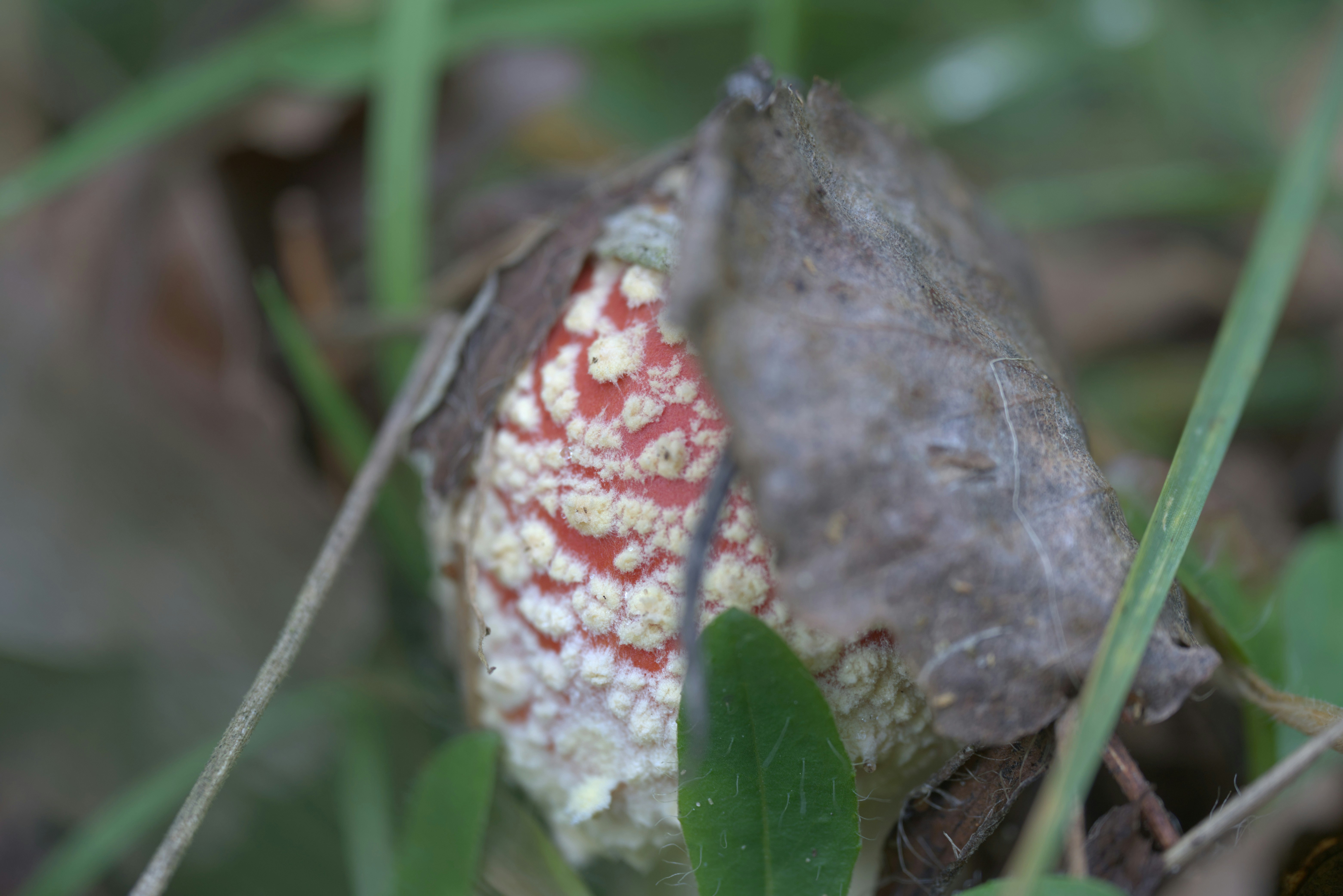 Nature's Hidden Gem: The Enigmatic Mushroom