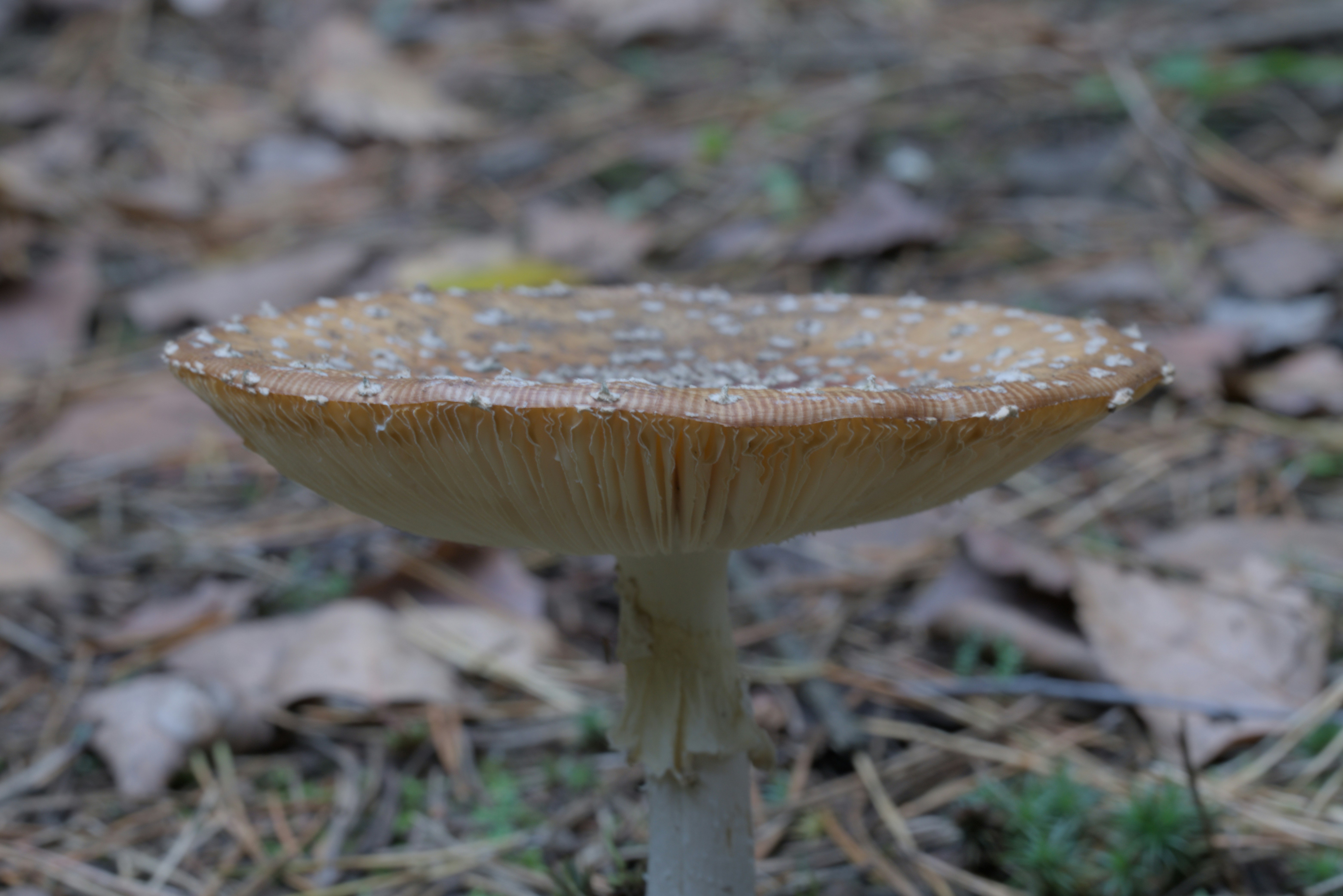 Forest-floor Sentinel: a lone, white-warty mushroom threads through pine needles.