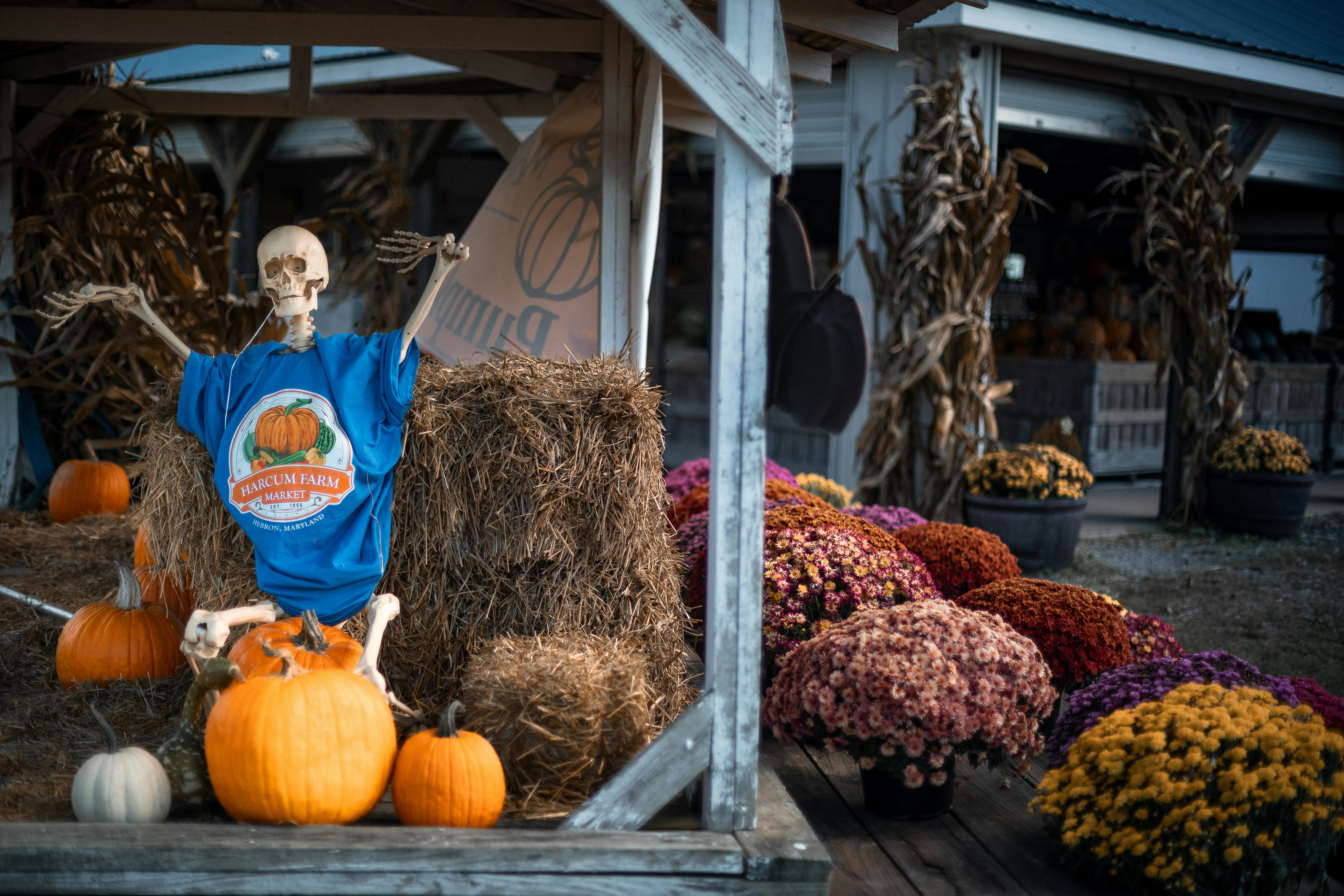 Skeleton in a Harvest Stand: A Halloween Display with Pumpkins and Chrysanthemum Blooms
