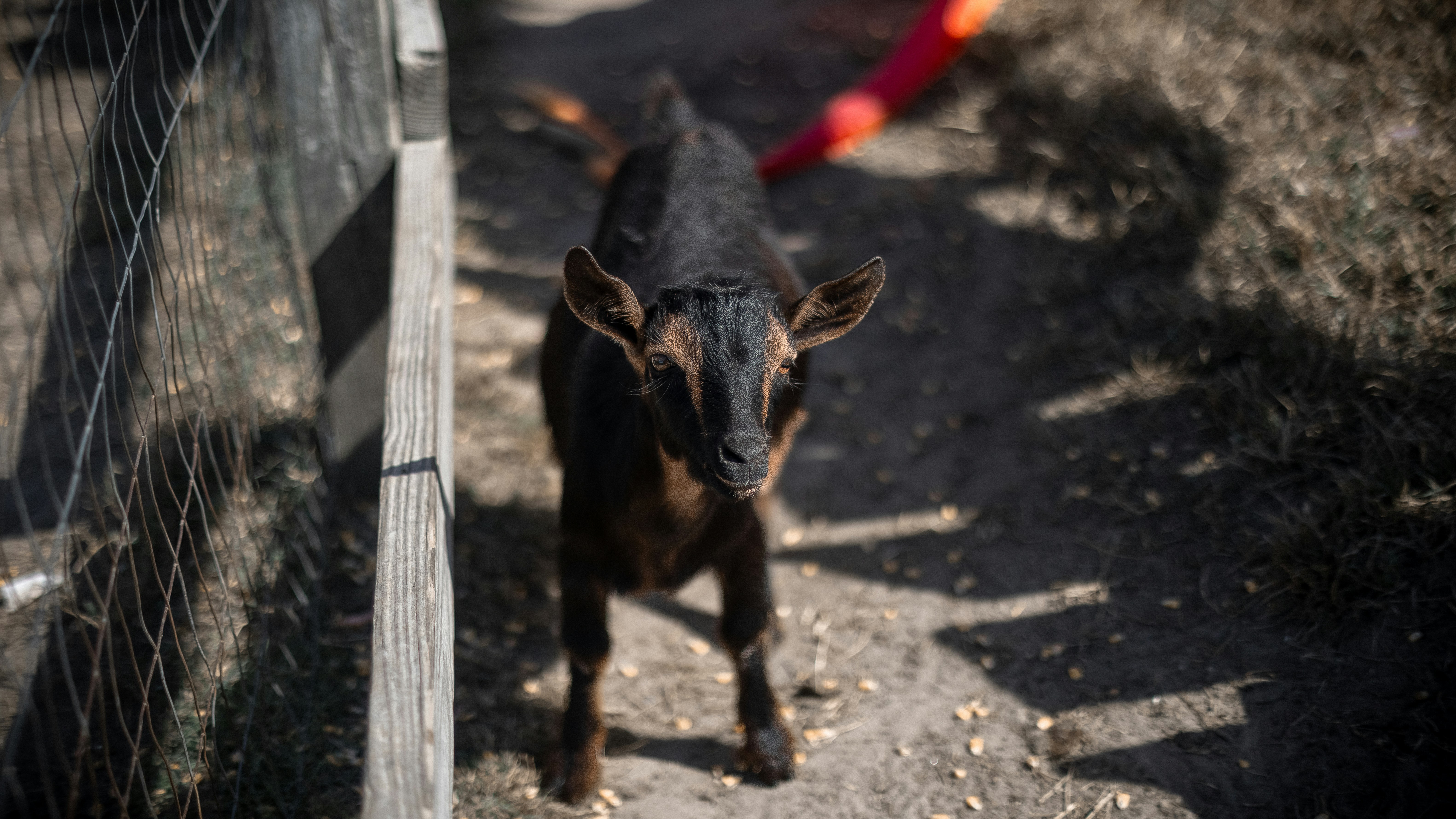 Curious Kid: A Goat's Playful Exploration