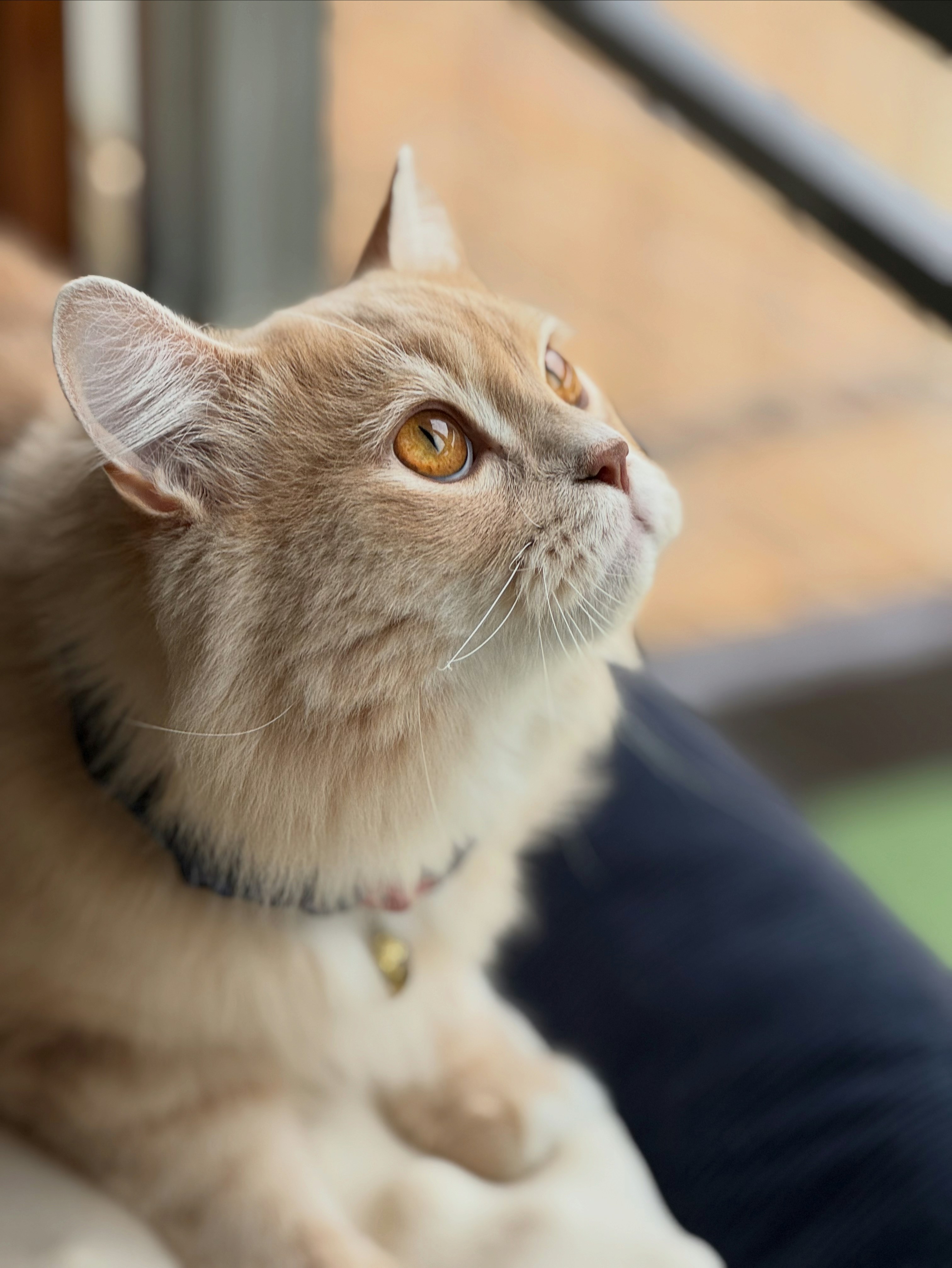 Glimpse of Curiosity: A Feline's Daydream