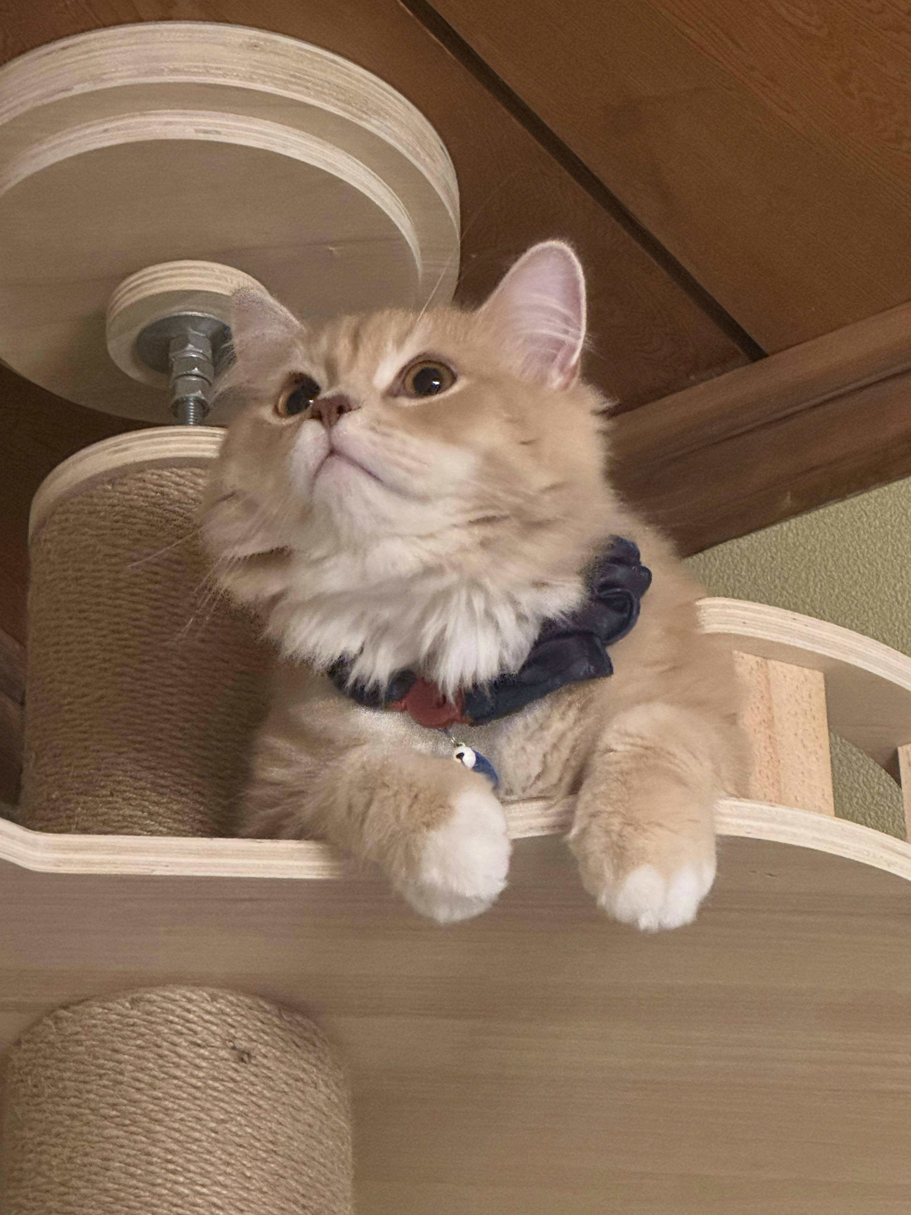 Curious Whiskers: A Feline's Gaze