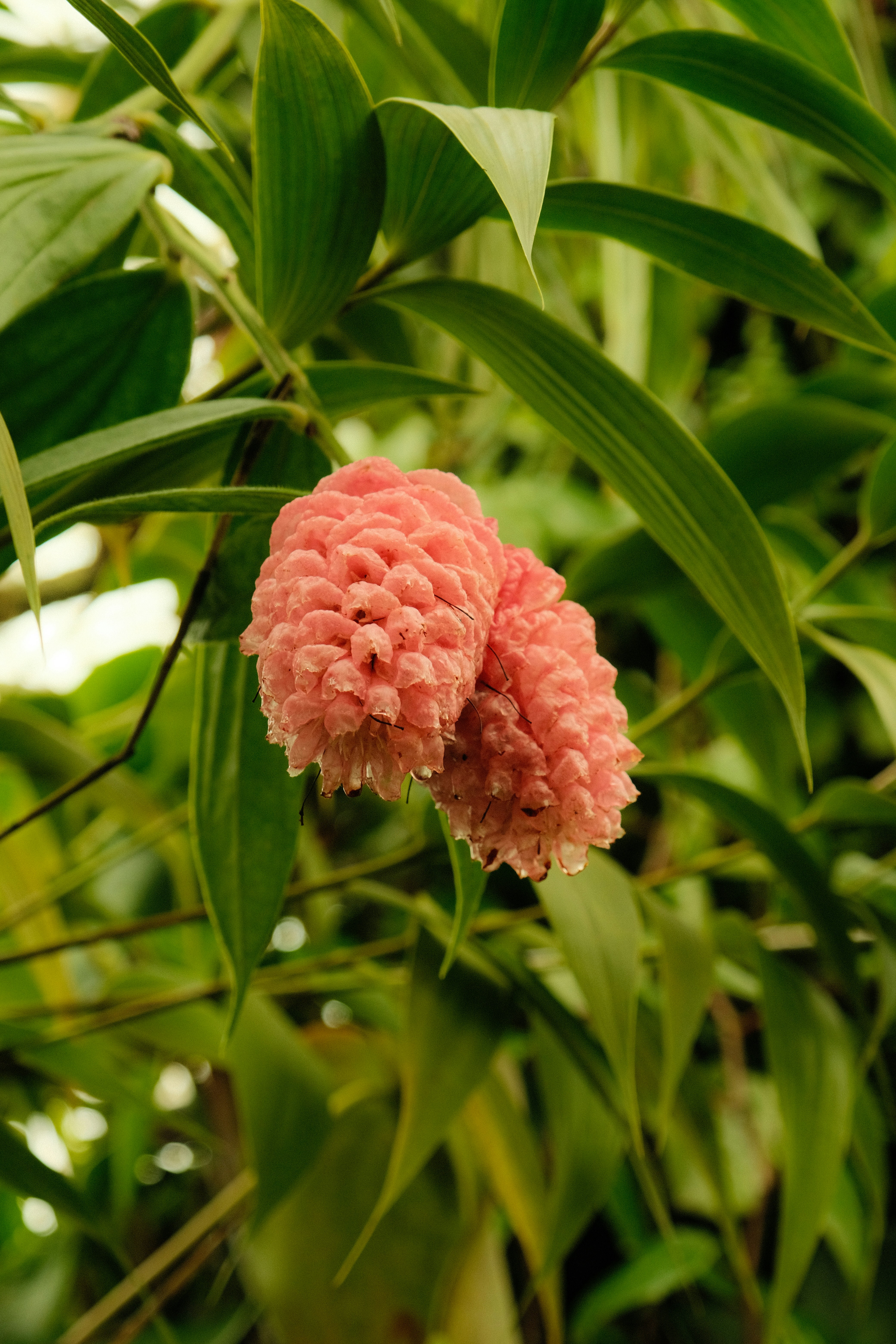 Nature's Coral: A Floral Delight