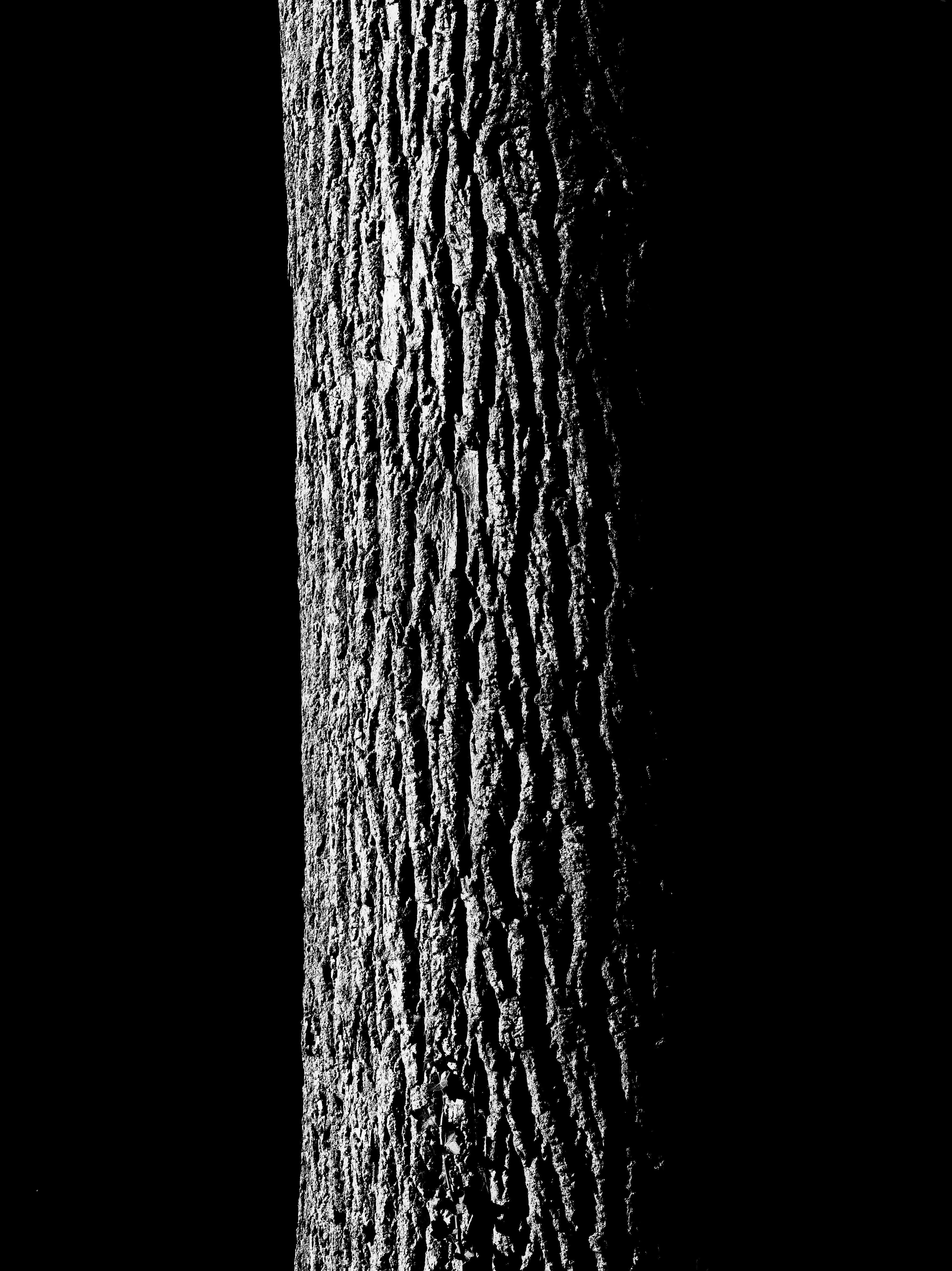 The Silent Sentinel: Nature's Texture in Monochrome