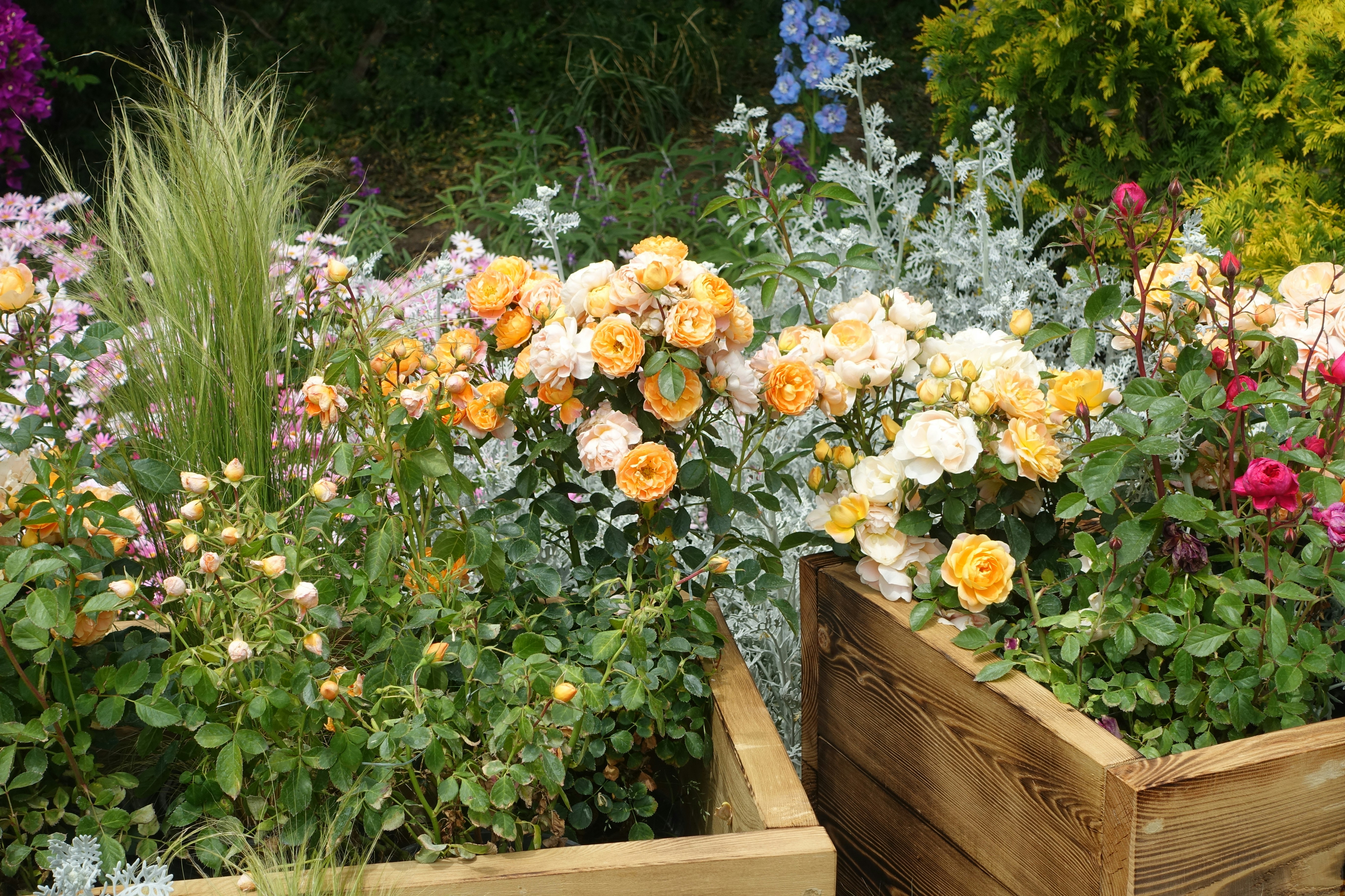 A vibrant garden bed filled with colorful roses and greenery