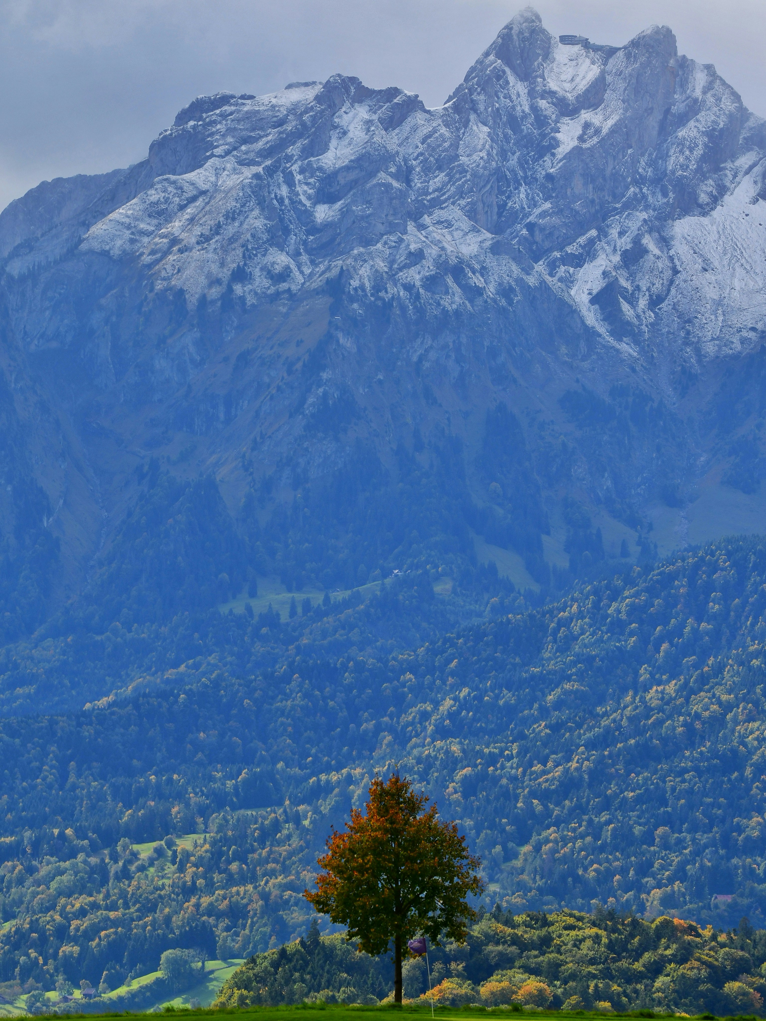 The Solitary Sentinel of Autumn