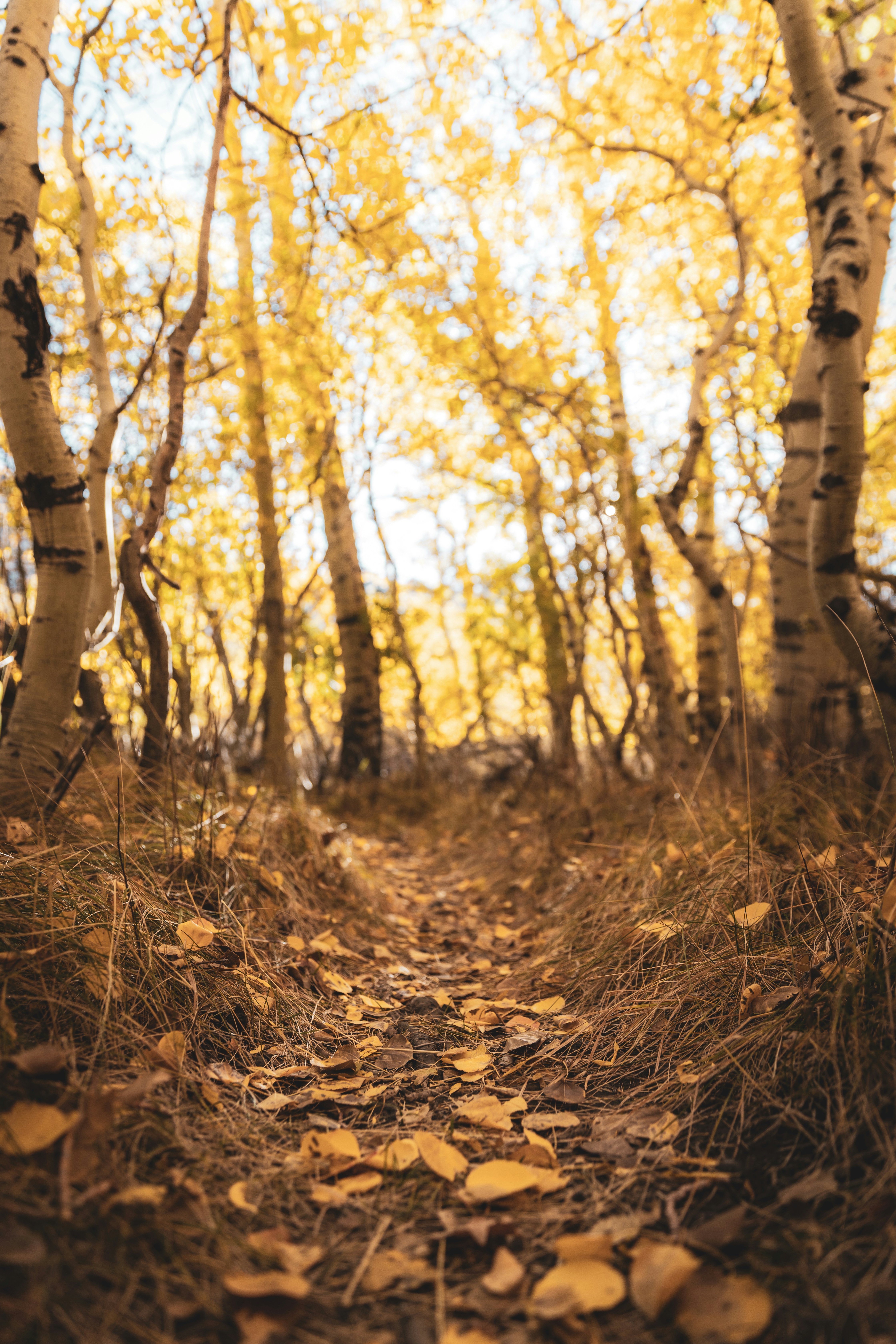 Golden Pathway Through Autumn's Embrace