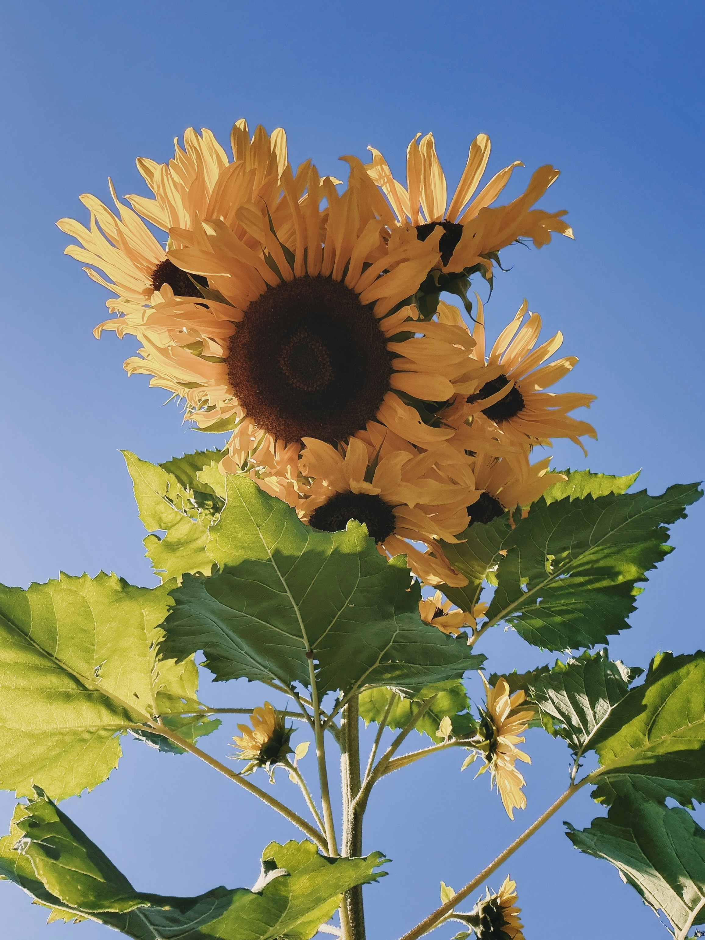 Tall sunflowers bloom against a clear blue sky.